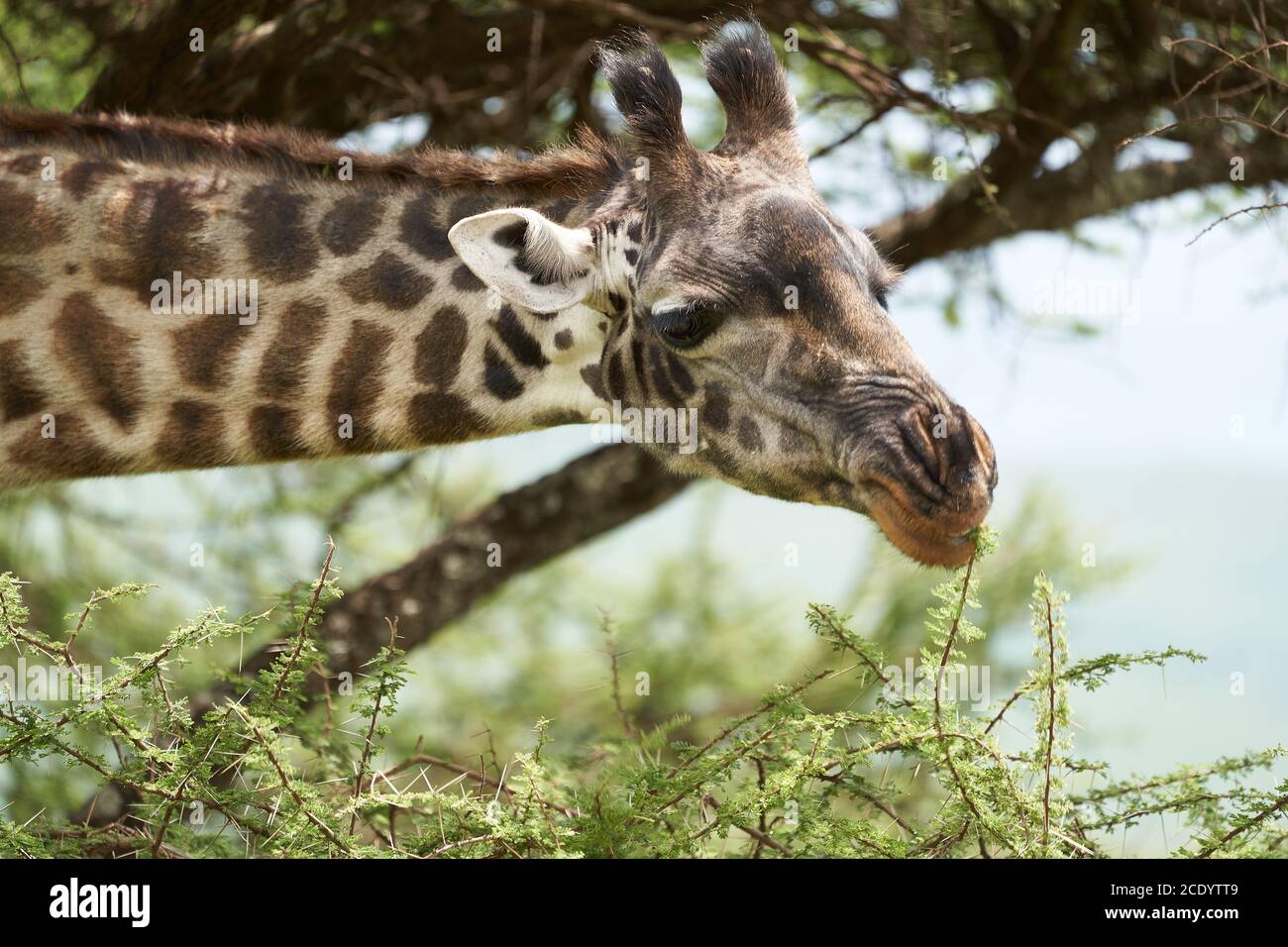 Big five drawing hi-res stock photography and images - Alamy