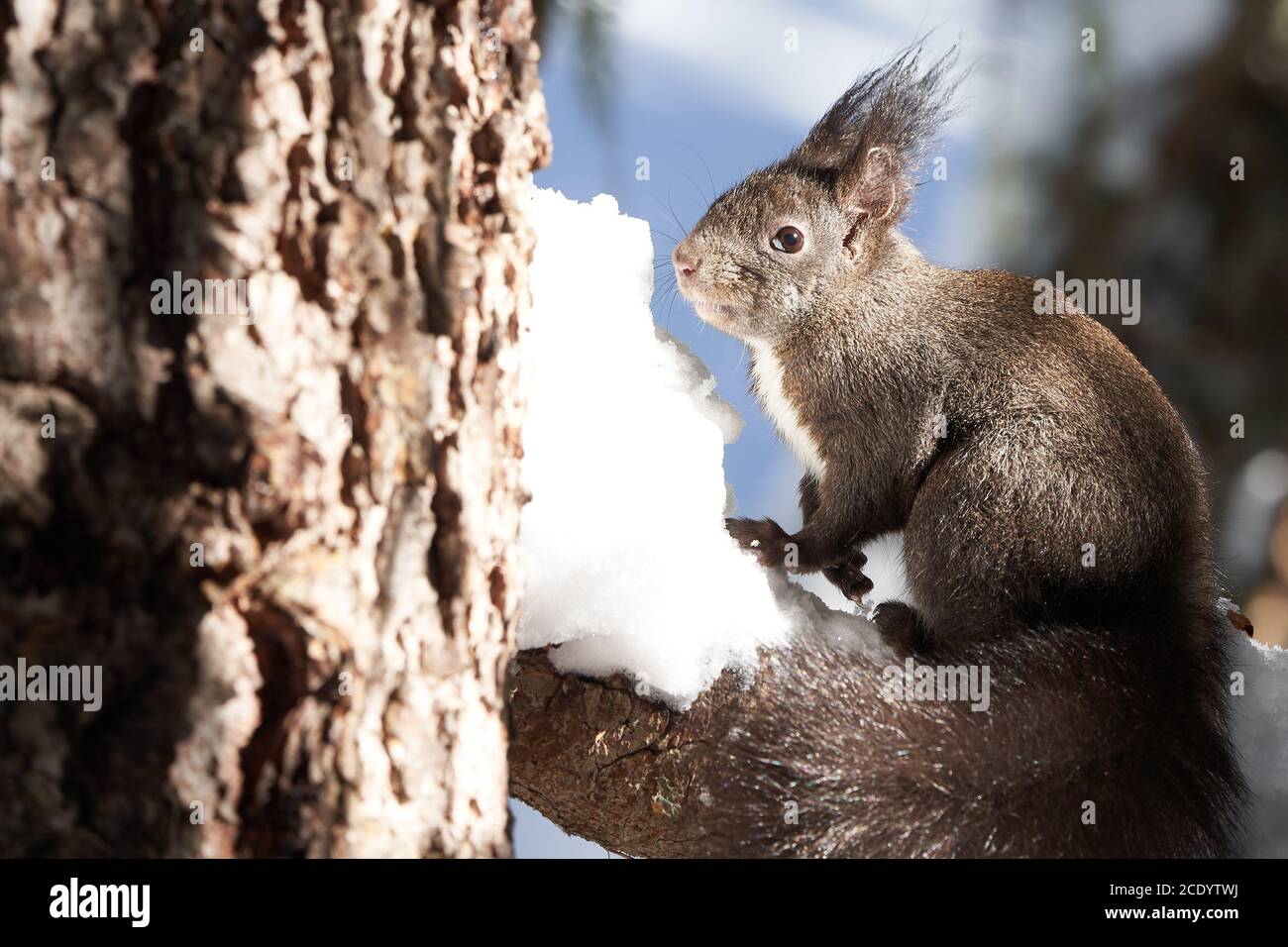 Eurasian brown red Squirrel Sciurus vulgaris Cute Snow Nut Stock Photo ...