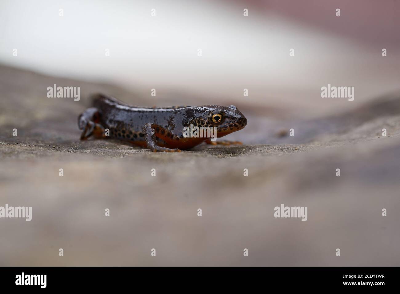 Alpine newt Ichthyosaura alpestris Amphibian Orange Belly Stock Photo ...
