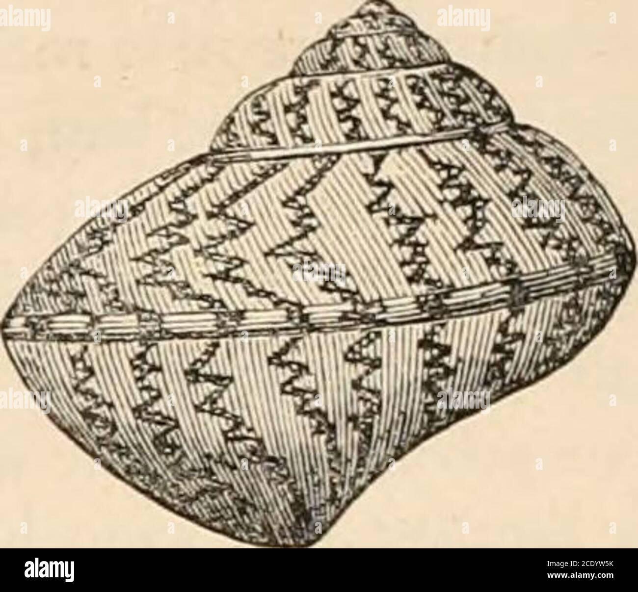 Phillipsia hi-res stock photography and images - Alamy