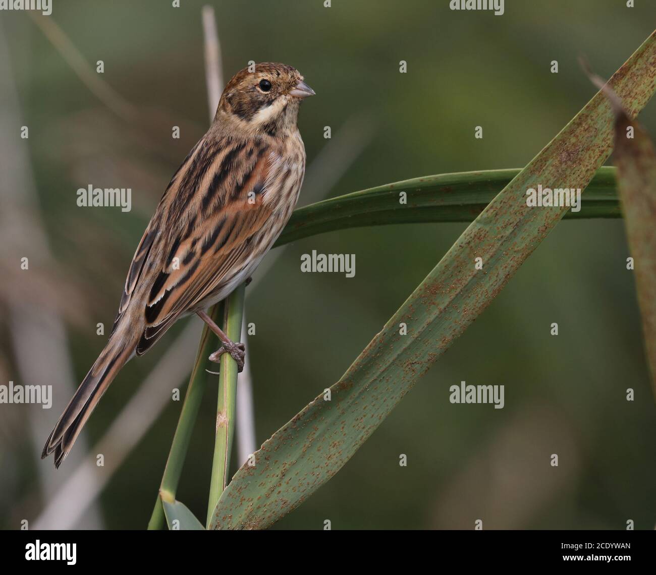 Common reed bunting young hi-res stock photography and images - Alamy