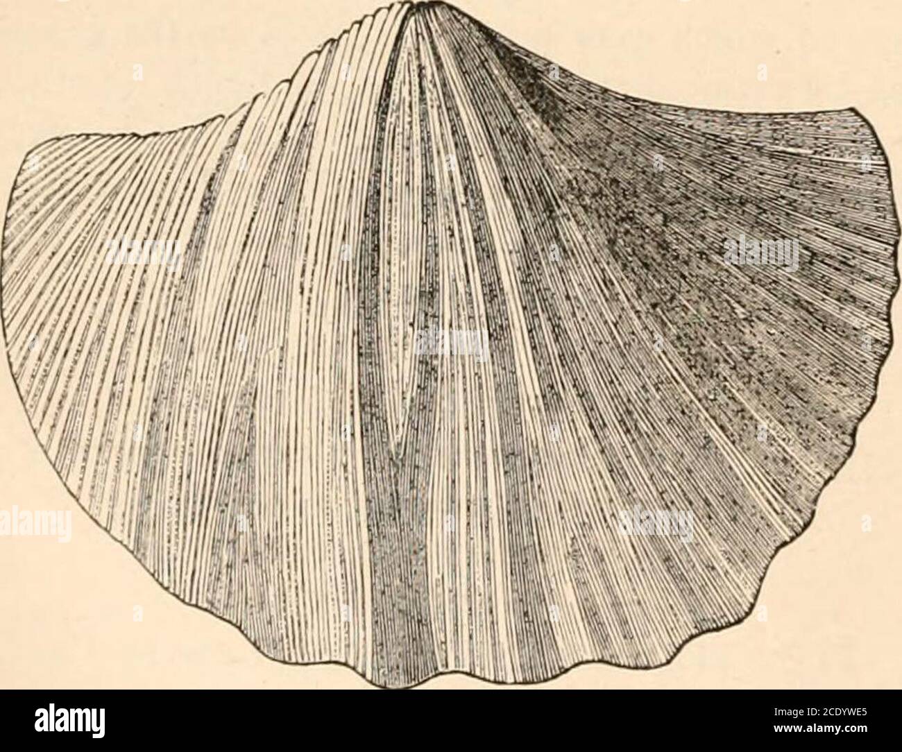 Lithostrotion basaltiforme hi-res stock photography and images - Alamy