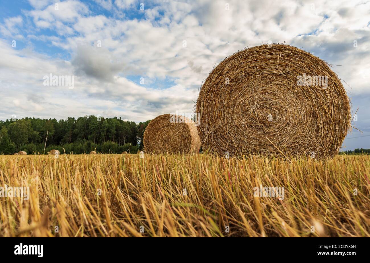 Swedish farmers hi-res stock photography and images - Alamy
