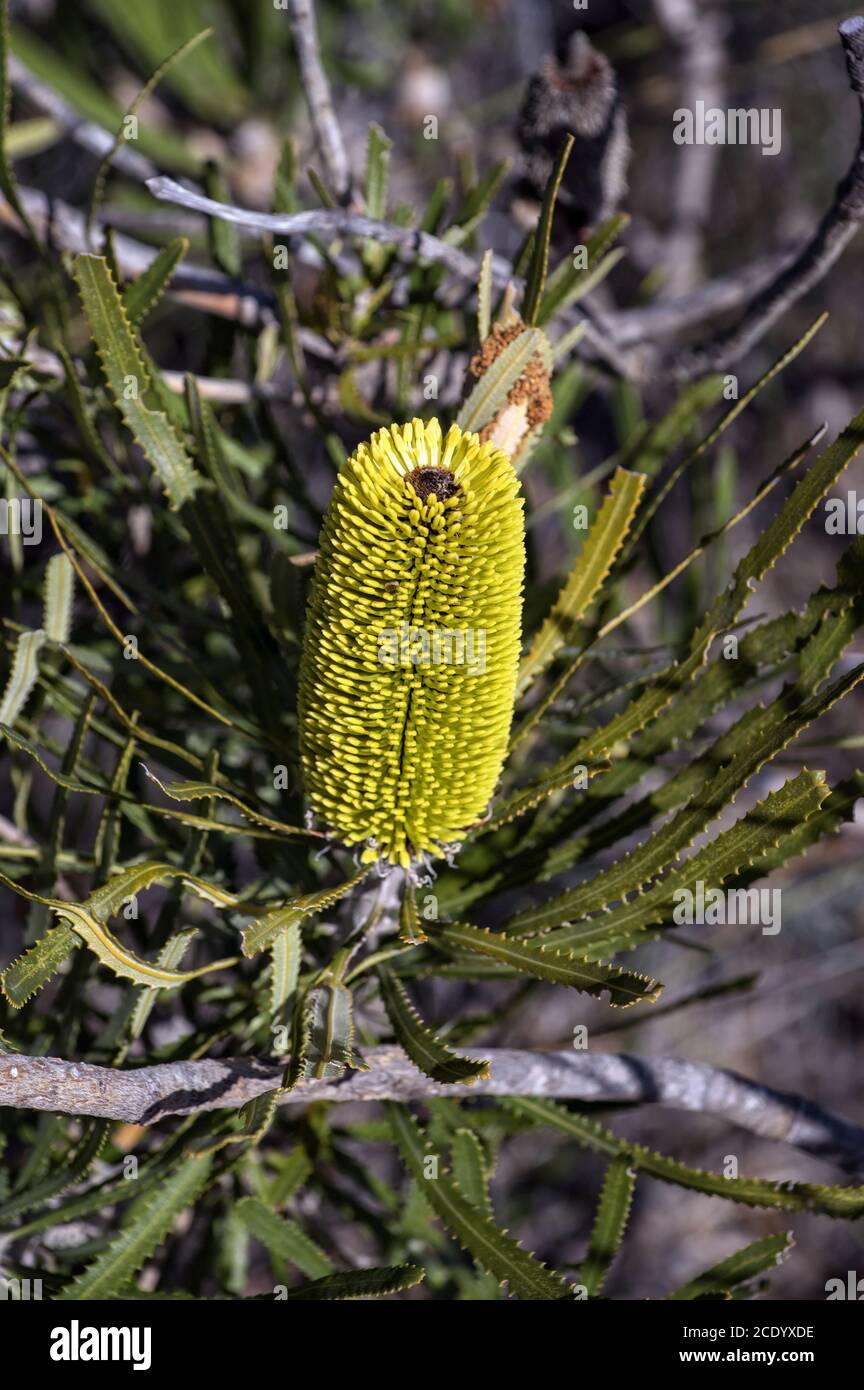 Perth Flower High Resolution Stock Photography and Images - Alamy