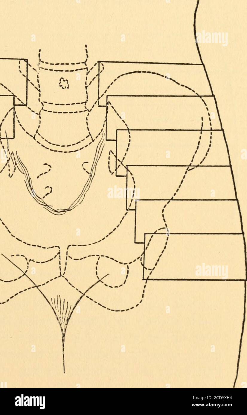 Sacro iliac joint hi-res stock photography and images - Alamy