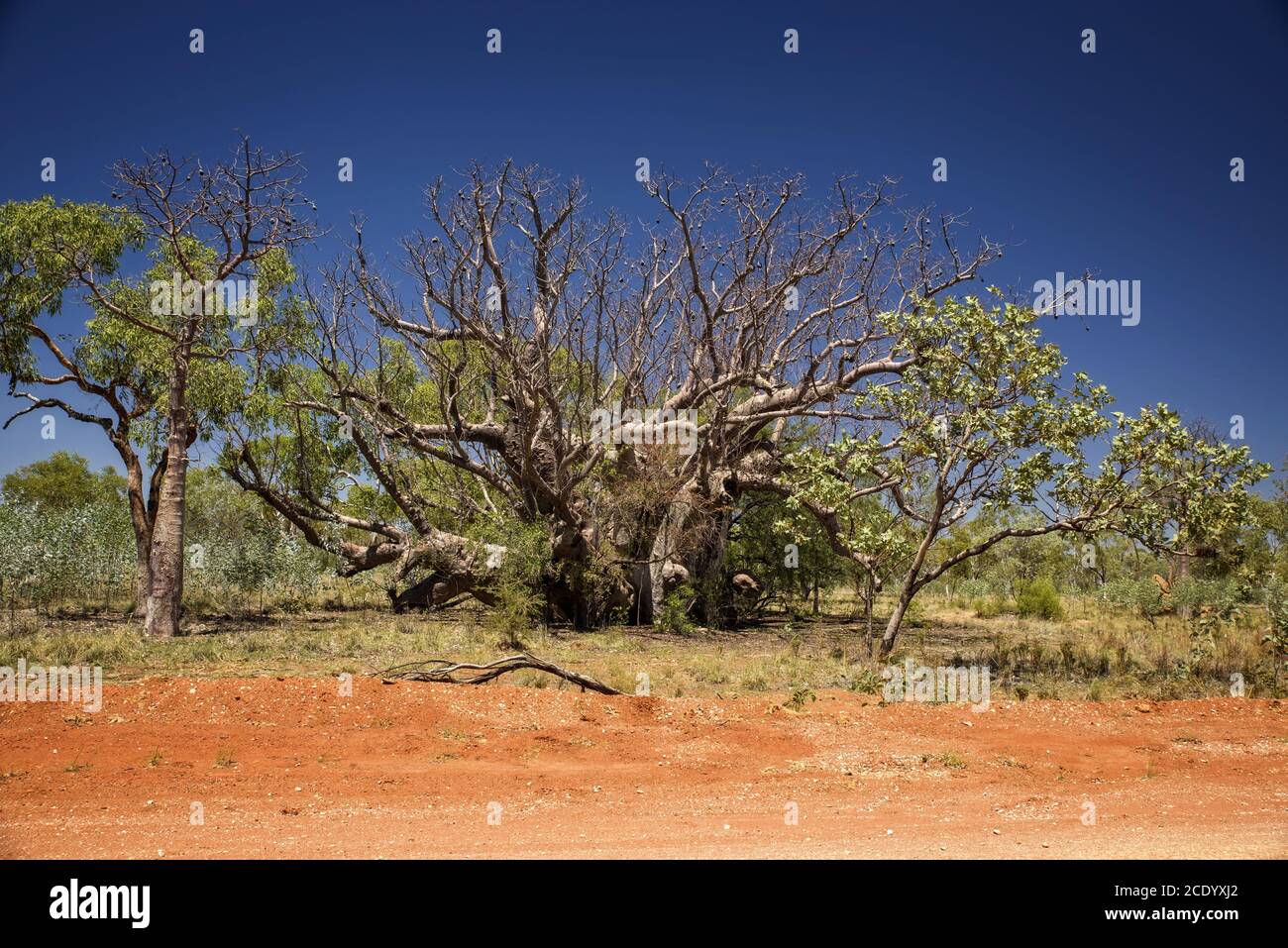 Old baobab tree hi-res stock photography and images - Alamy