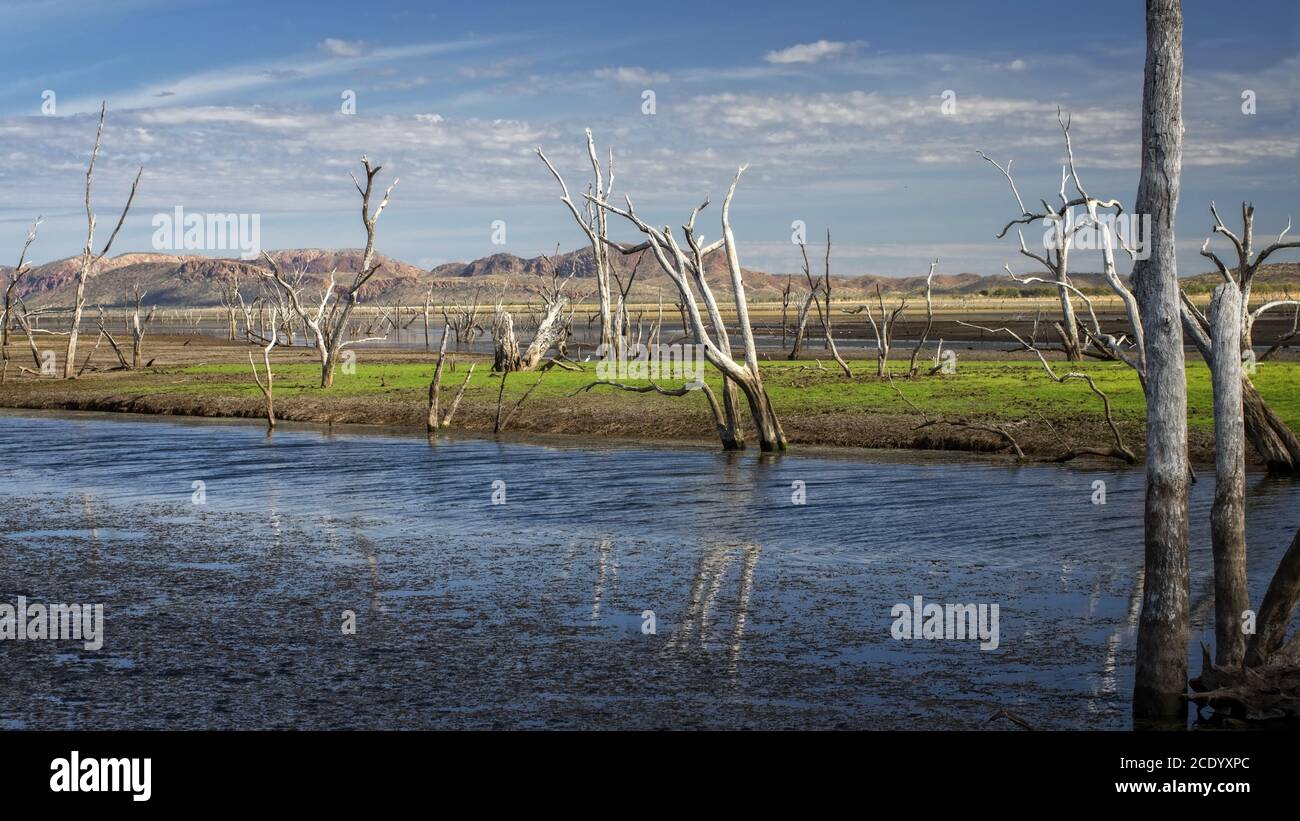 Dead trees at the swamp of Lake Argyle at sunset with blue sky as ...
