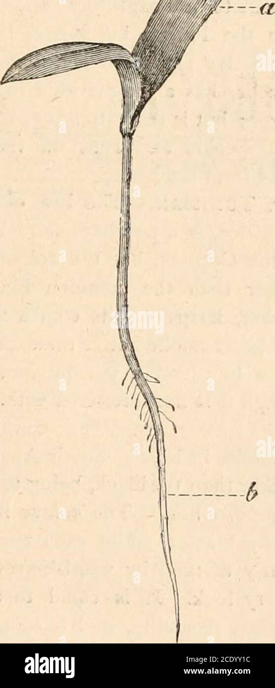 Sycamore tree roots hi-res stock photography and images - Alamy