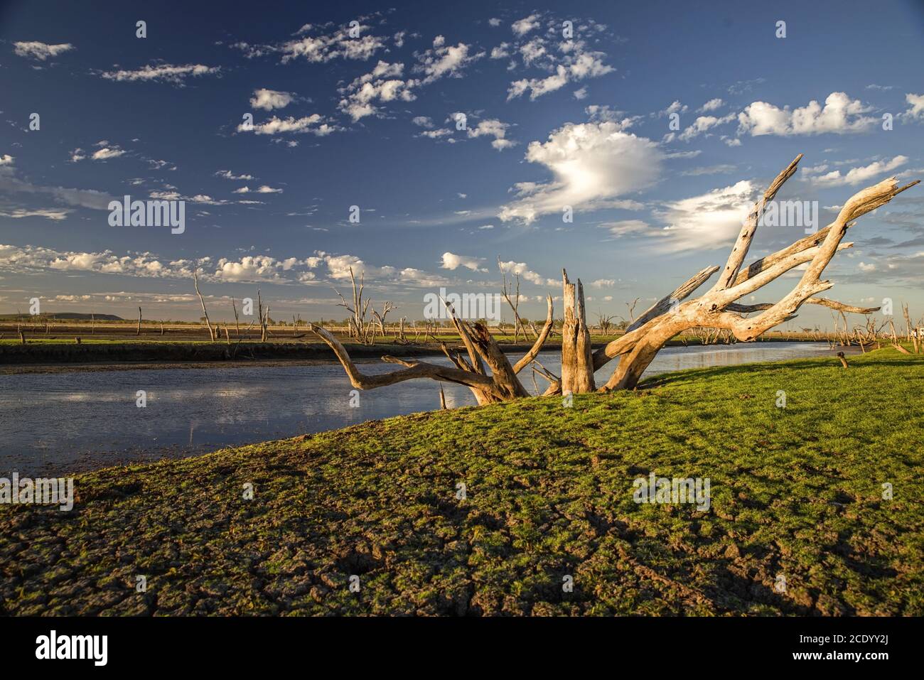 Dead tree at the swamp of Lake Argyle at sunset with blue sky as ...