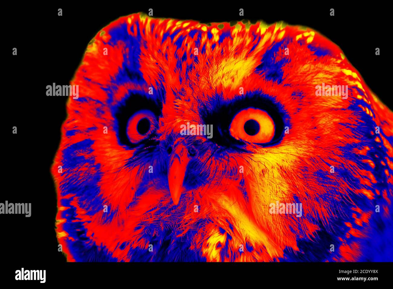 Owl bird close-up in scientific high-tech thermal imager Stock Photo ...