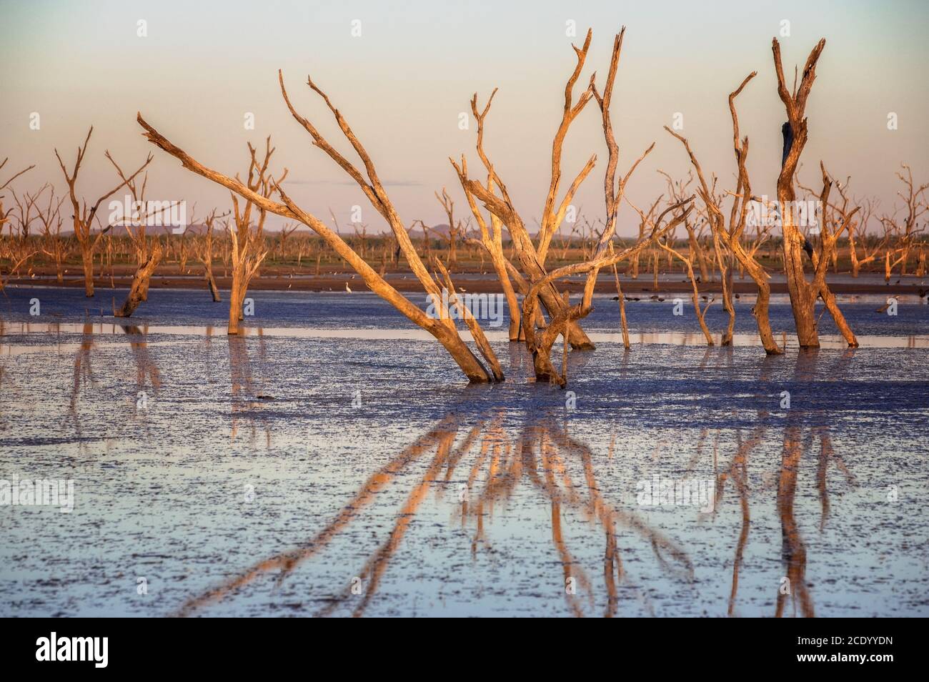 Dead trees at the swamp of Lake Argyle at twilight with yellow evening ...