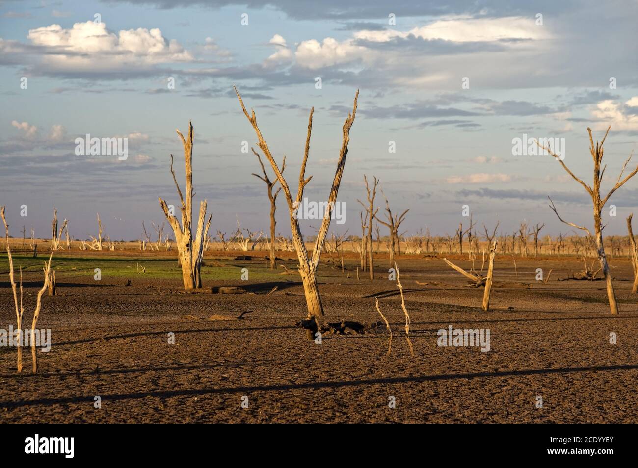 Dead trees at the wasteland of Lake Argyle at sunset with claudy sky as ...