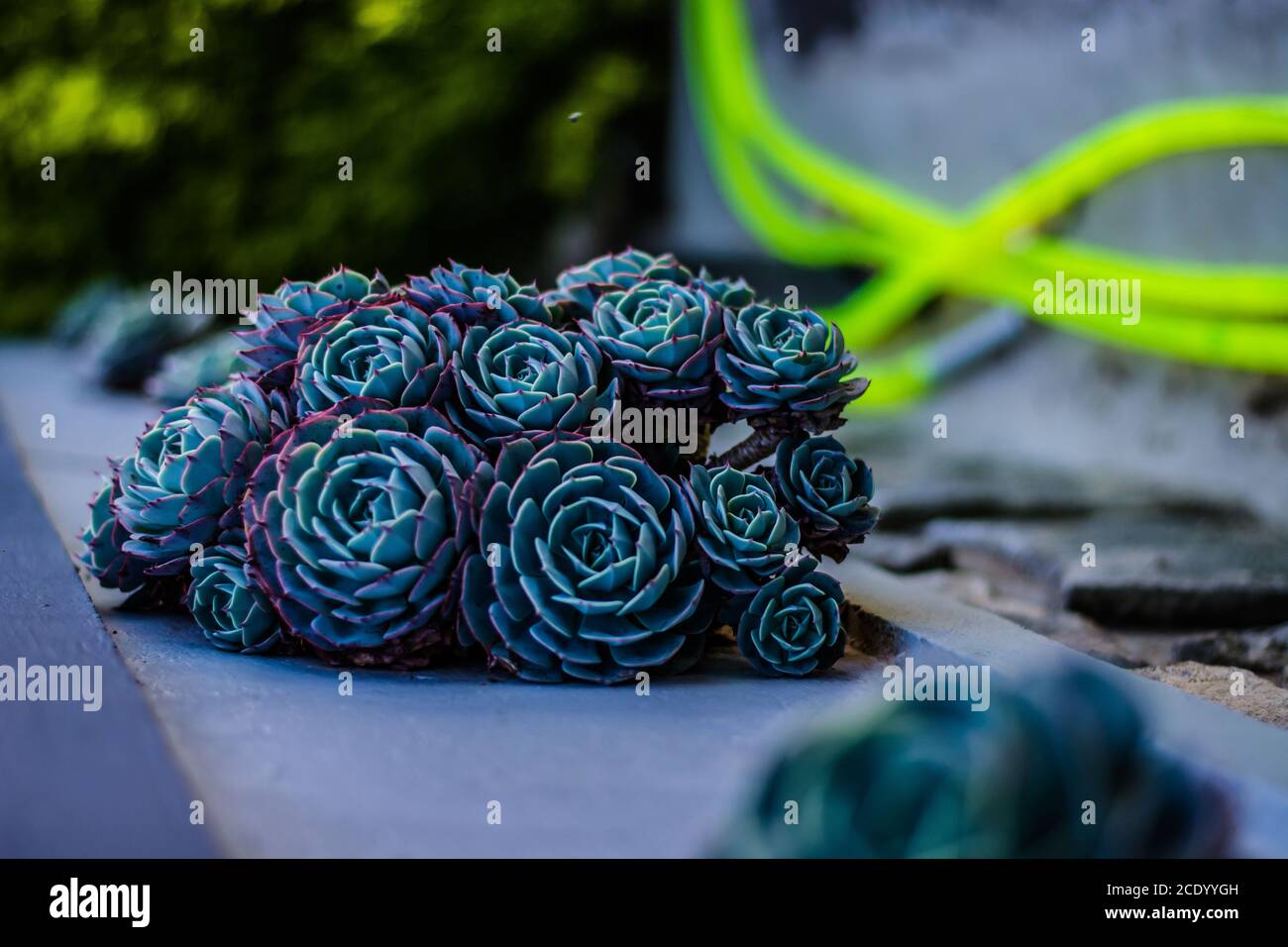 cactus species, A cactus is a member of the plant family Cactaceae ...