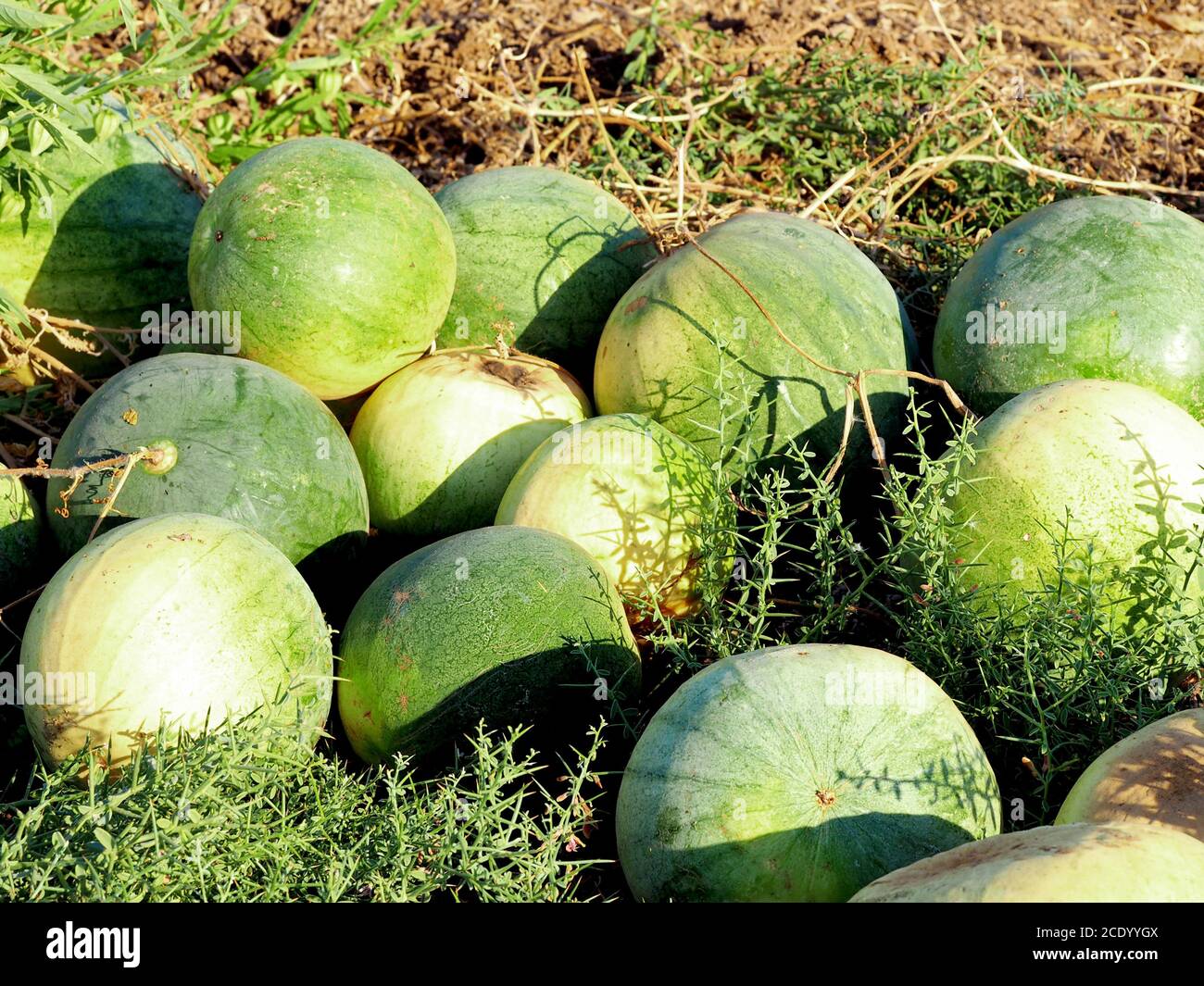 Israeli watermelons in the fields. Close-up photography Stock Photo - Alamy