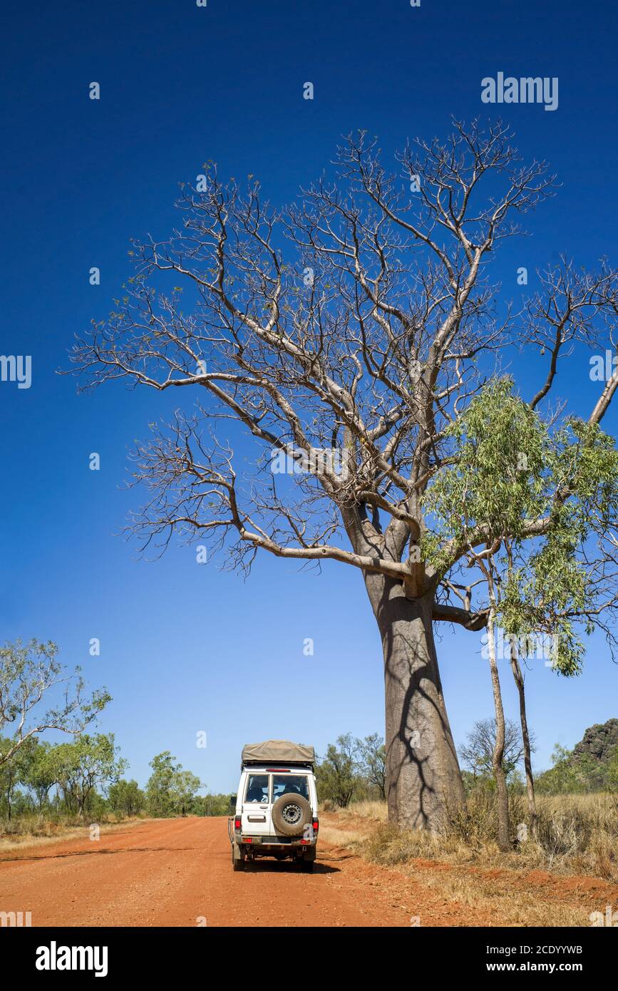 Outback track with 4WD vehicle and boab tree at the dry season with ...