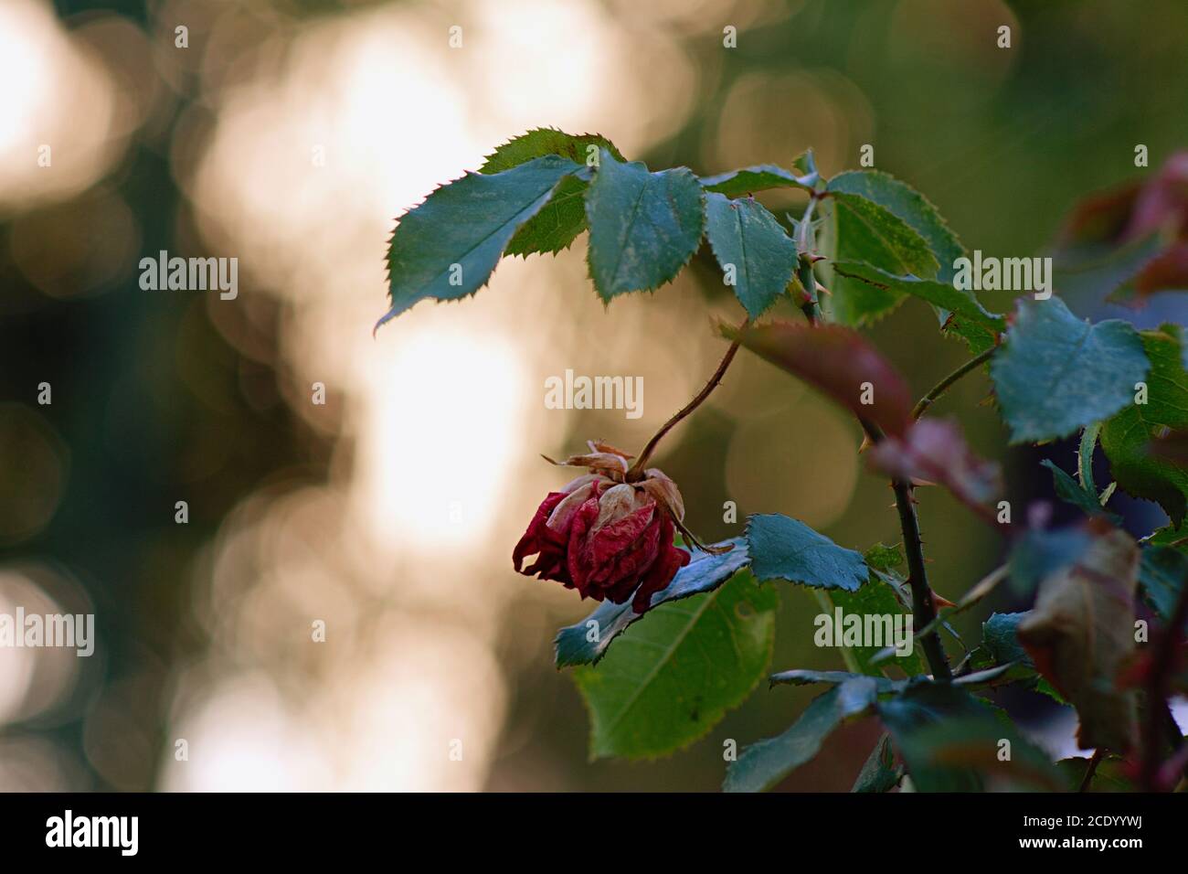 Dying beautiful dark red rose hi-res stock photography and images - Alamy