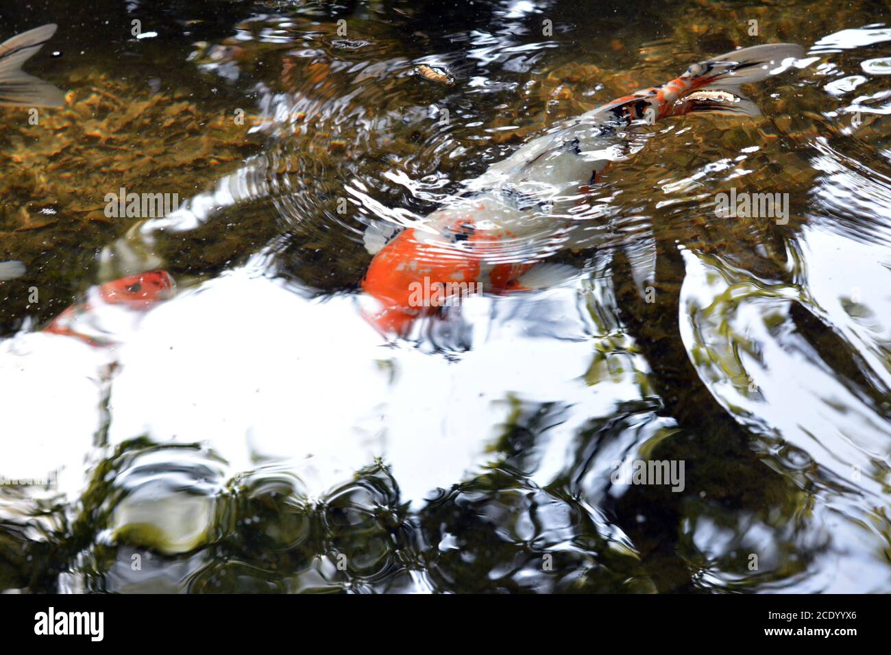 white and orange koi carp fish swimming in pond with water waves ...