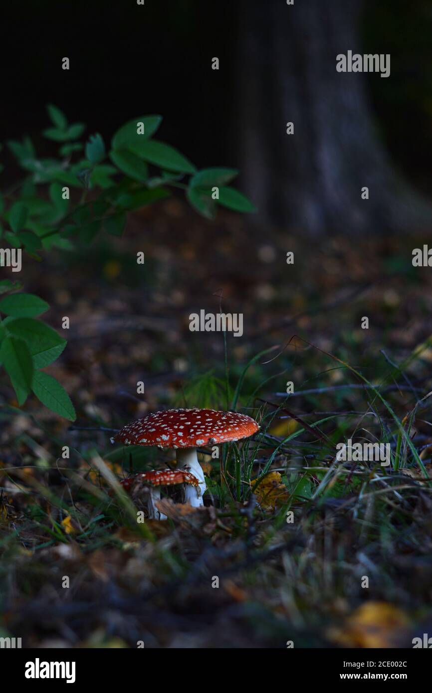small red mushrooms with white spots in the woods during fall season ...
