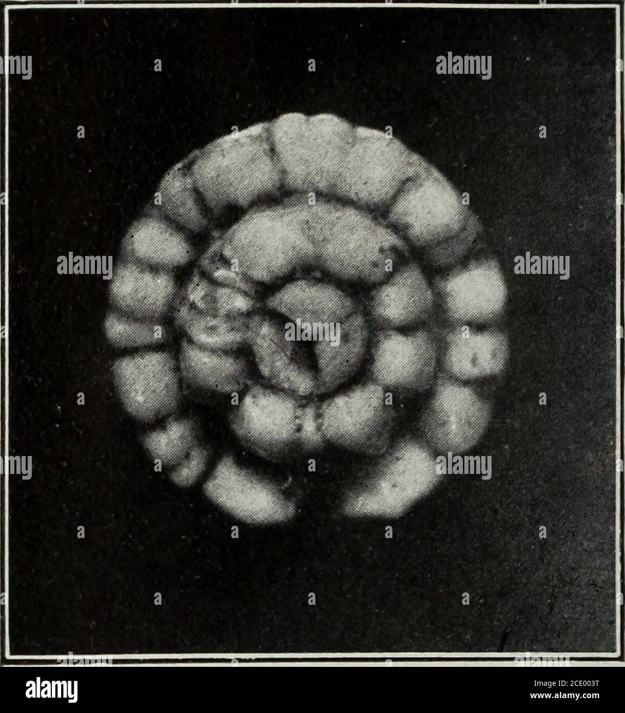 Peg teeth hi-res stock photography and images - Alamy