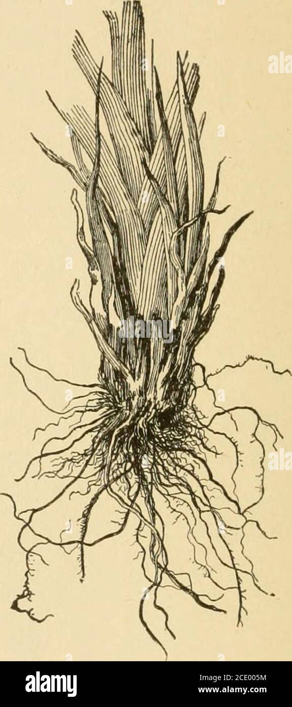 . The principles of agriculture, a text-book for schools and rural ...