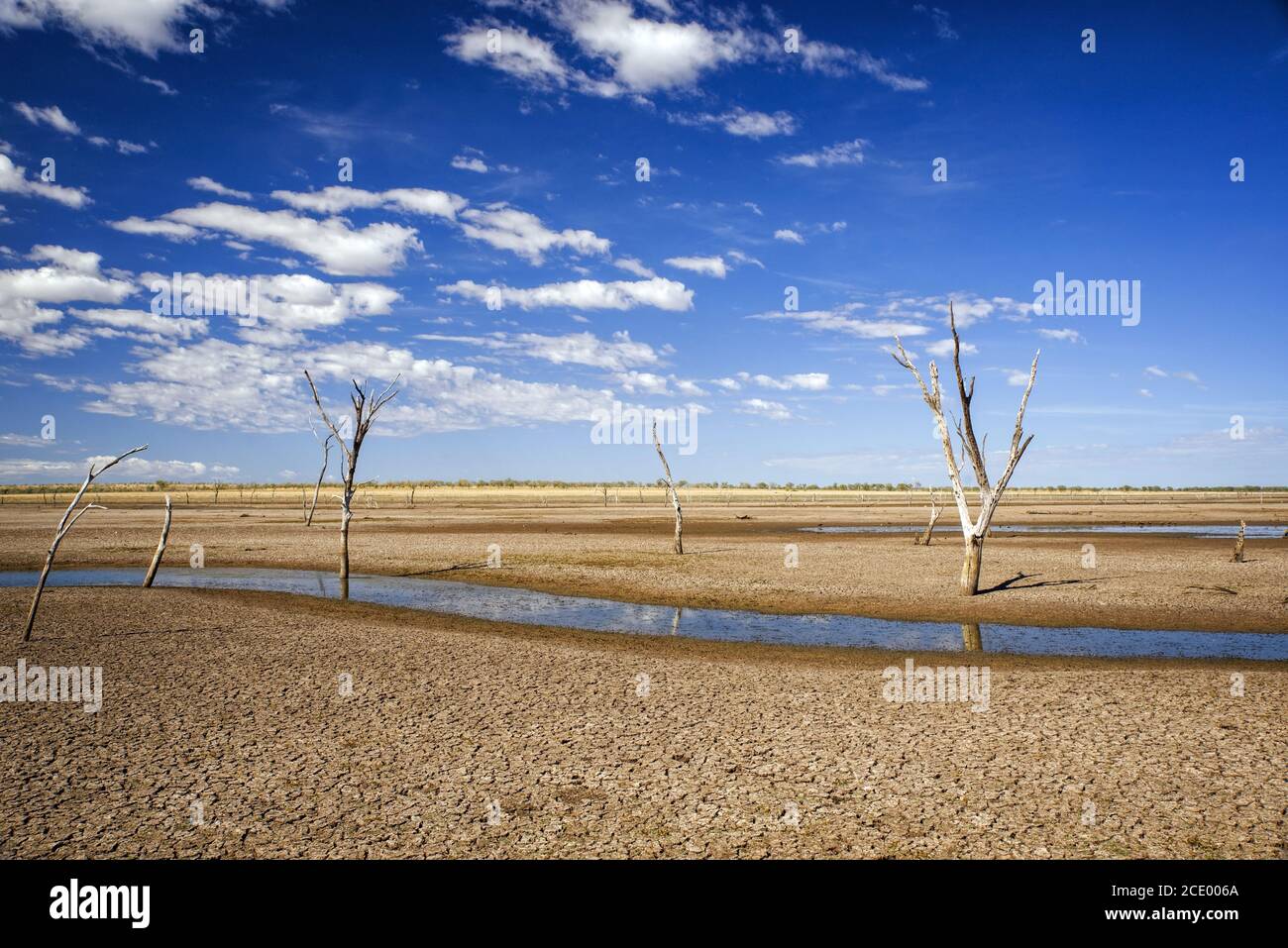 Dead trees at the dried-out swamp of Lake Argyle at the bottomland at ...