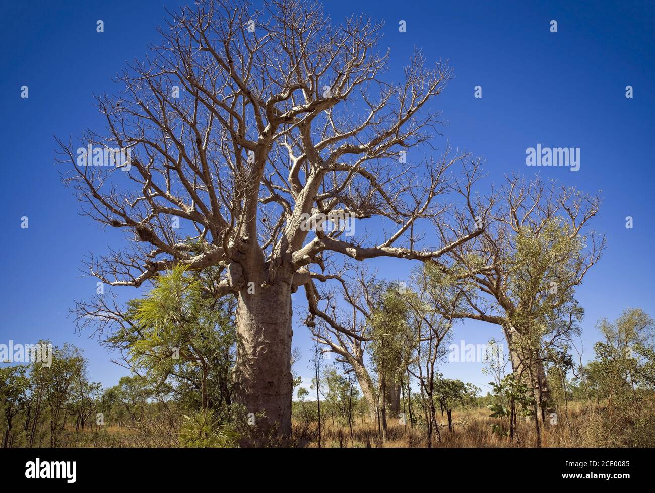 Boab tree at the dry season with blue sky at the Kimberleys - Western ...