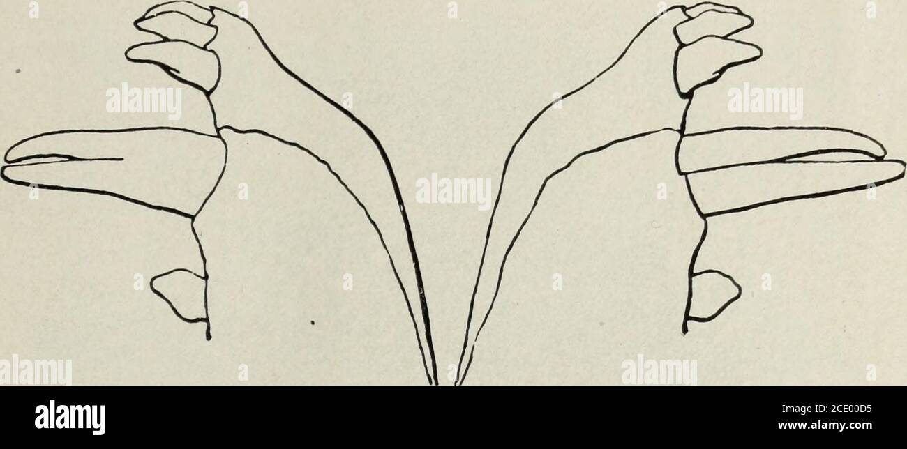 Atavism hi-res stock photography and images - Alamy