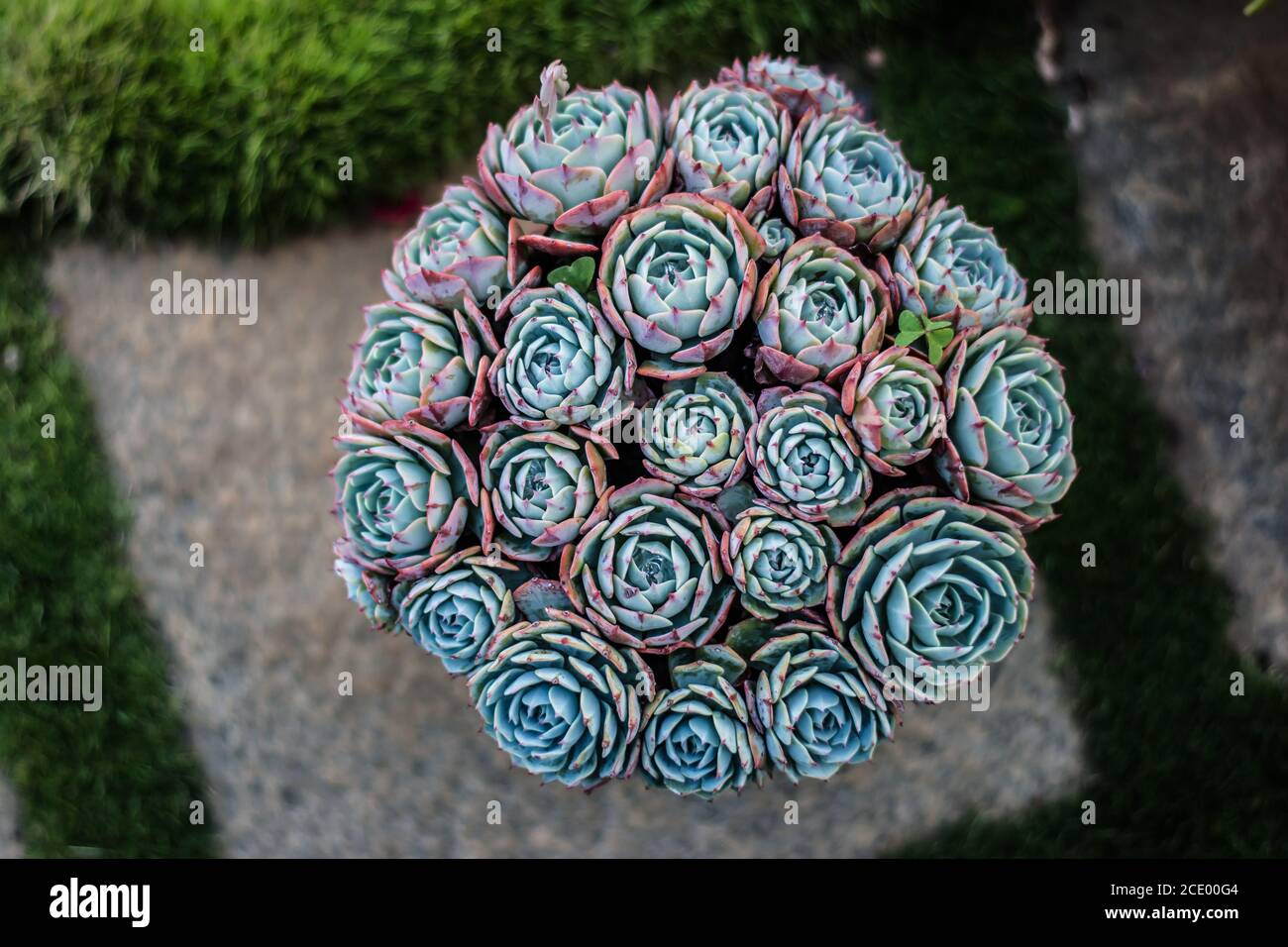 Family cactaceae hi-res stock photography and images - Alamy