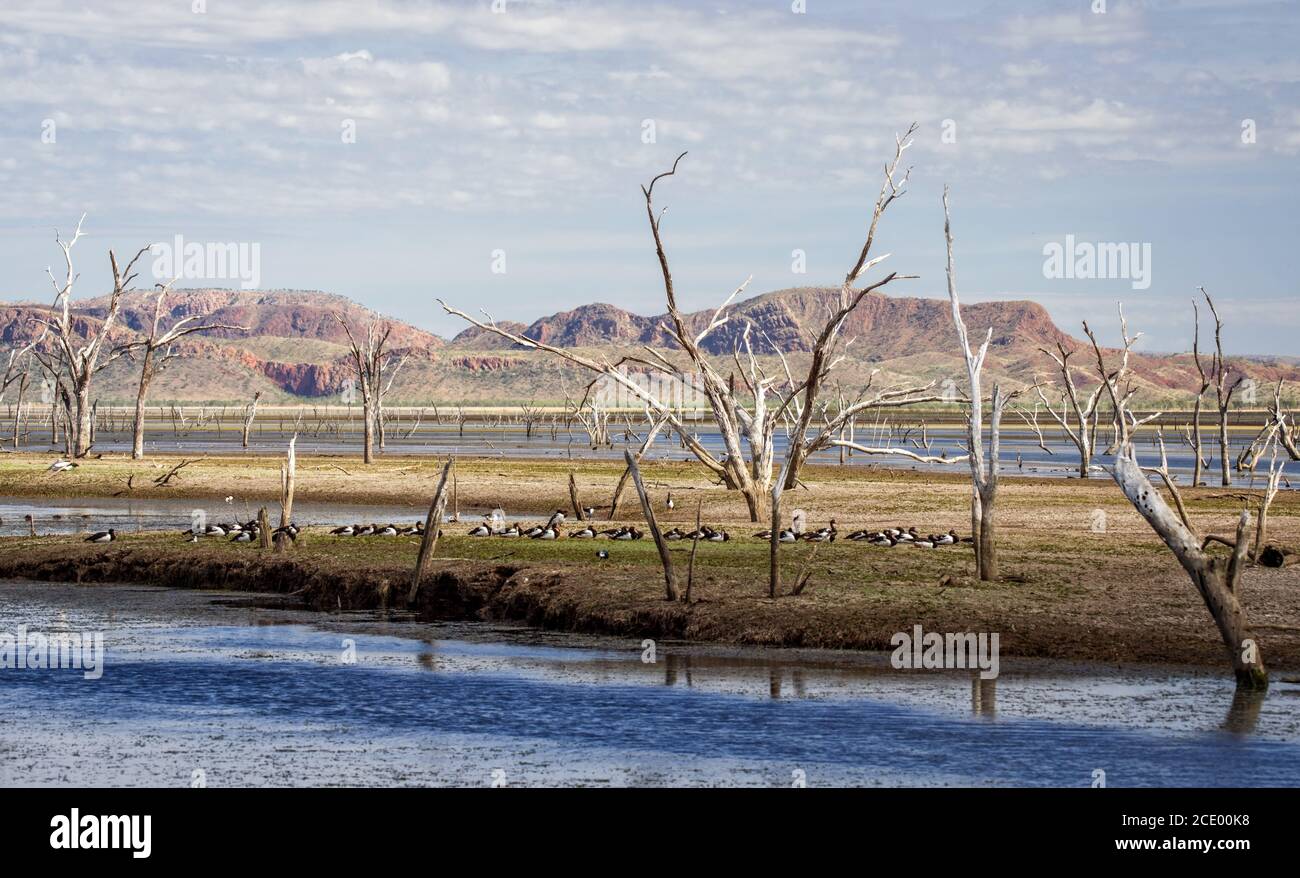Dead trees at the swamp of Lake Argyle with a group of magpie goose and ...
