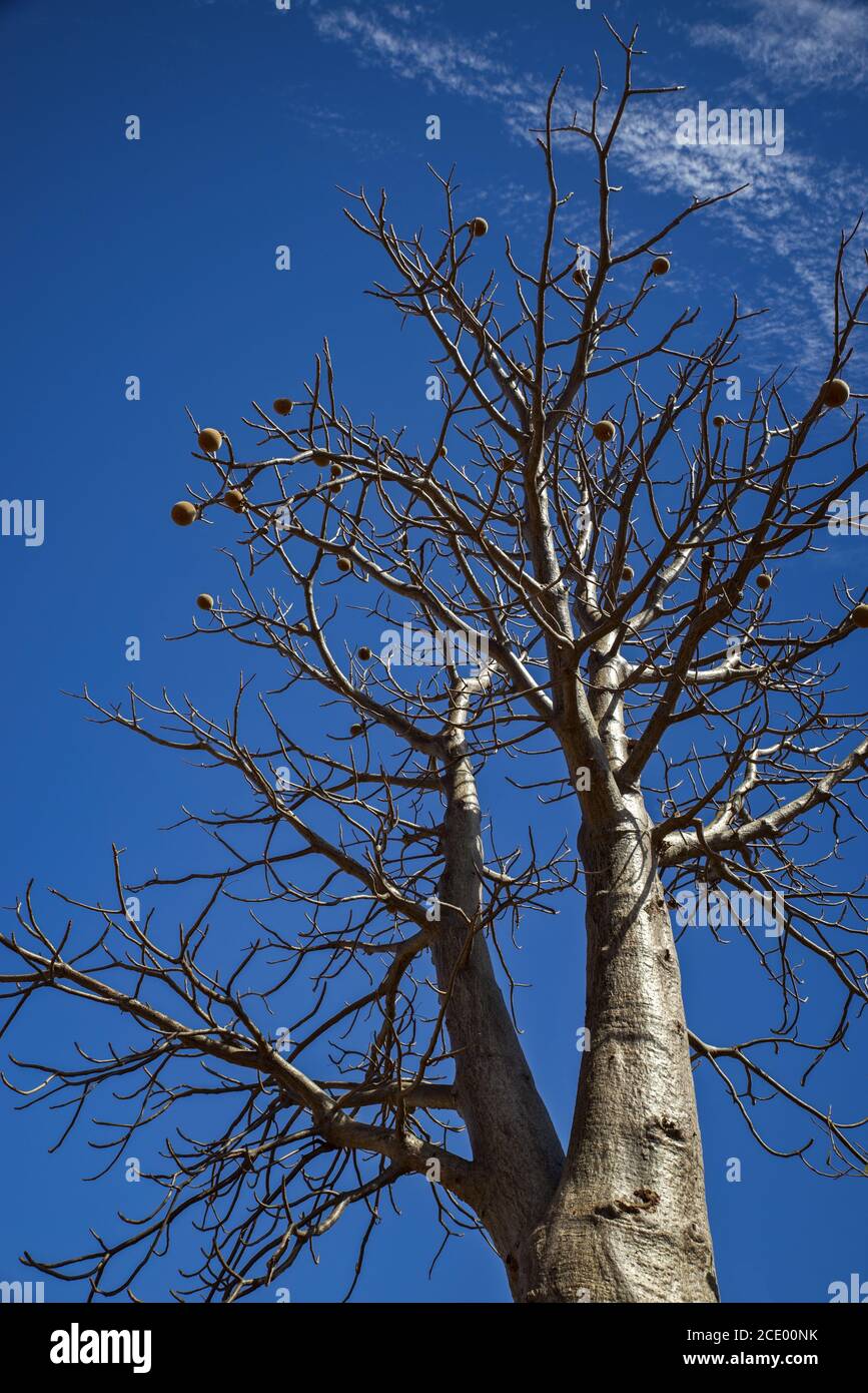 Boab tree with fruits and without leaves at the dry season with blue ...