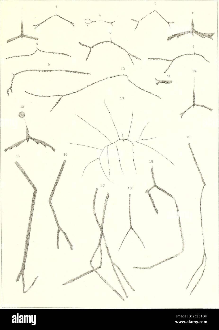 . Annual report . st theca. x8 2 Obverse side of young rhabdosome Math ...