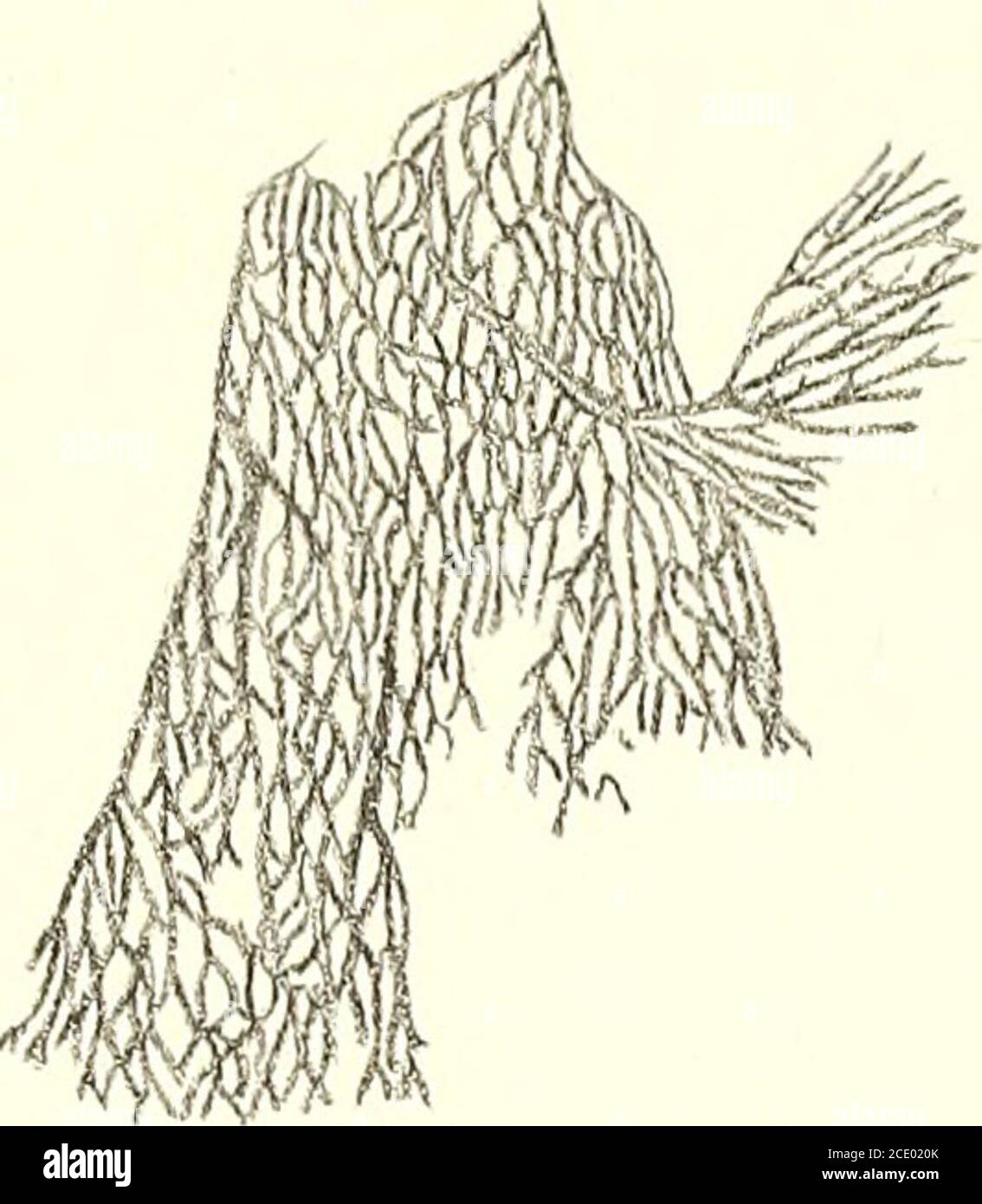 . Annual report . e showing at the left side a fragment of the lower ...