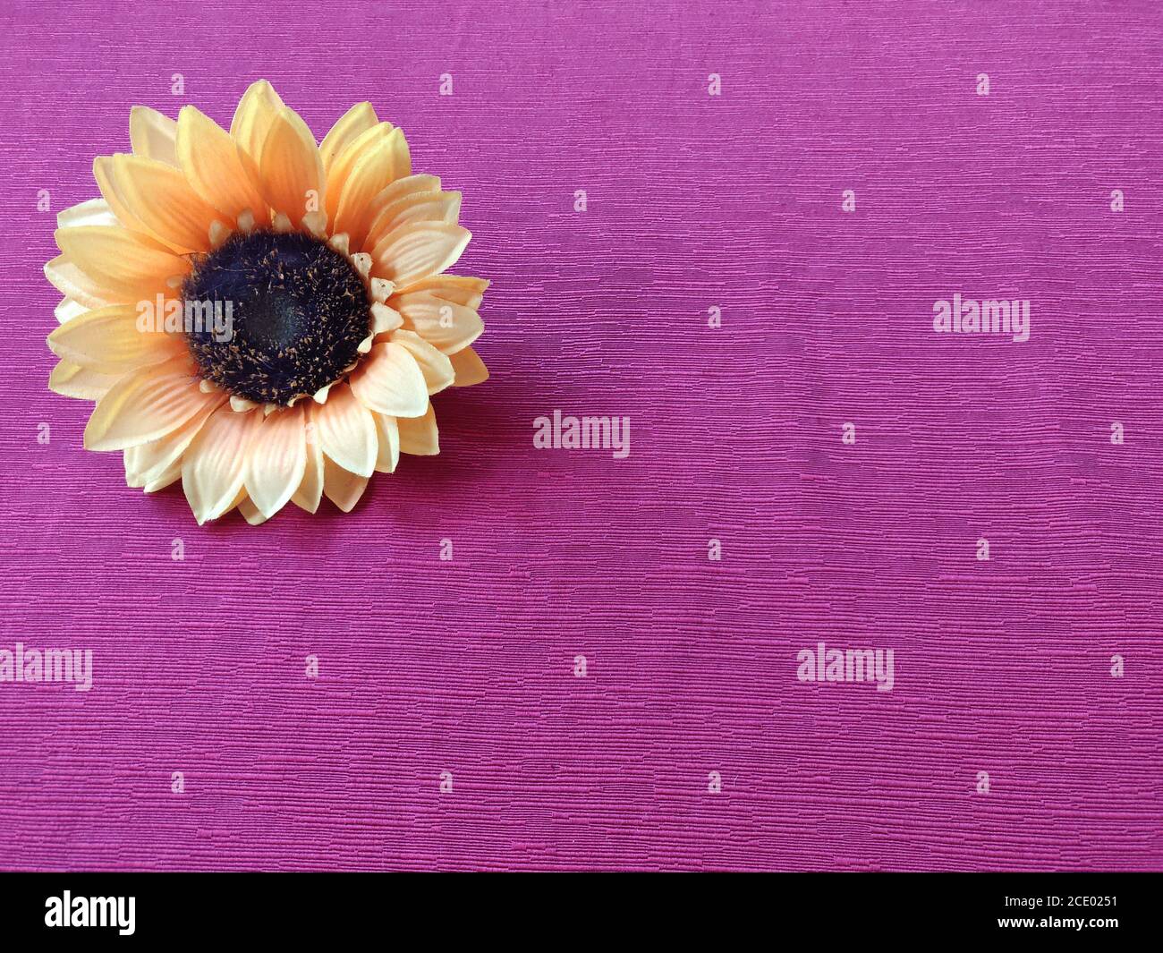 Sunflower yellow on fuchsia sheet Stock Photo - Alamy