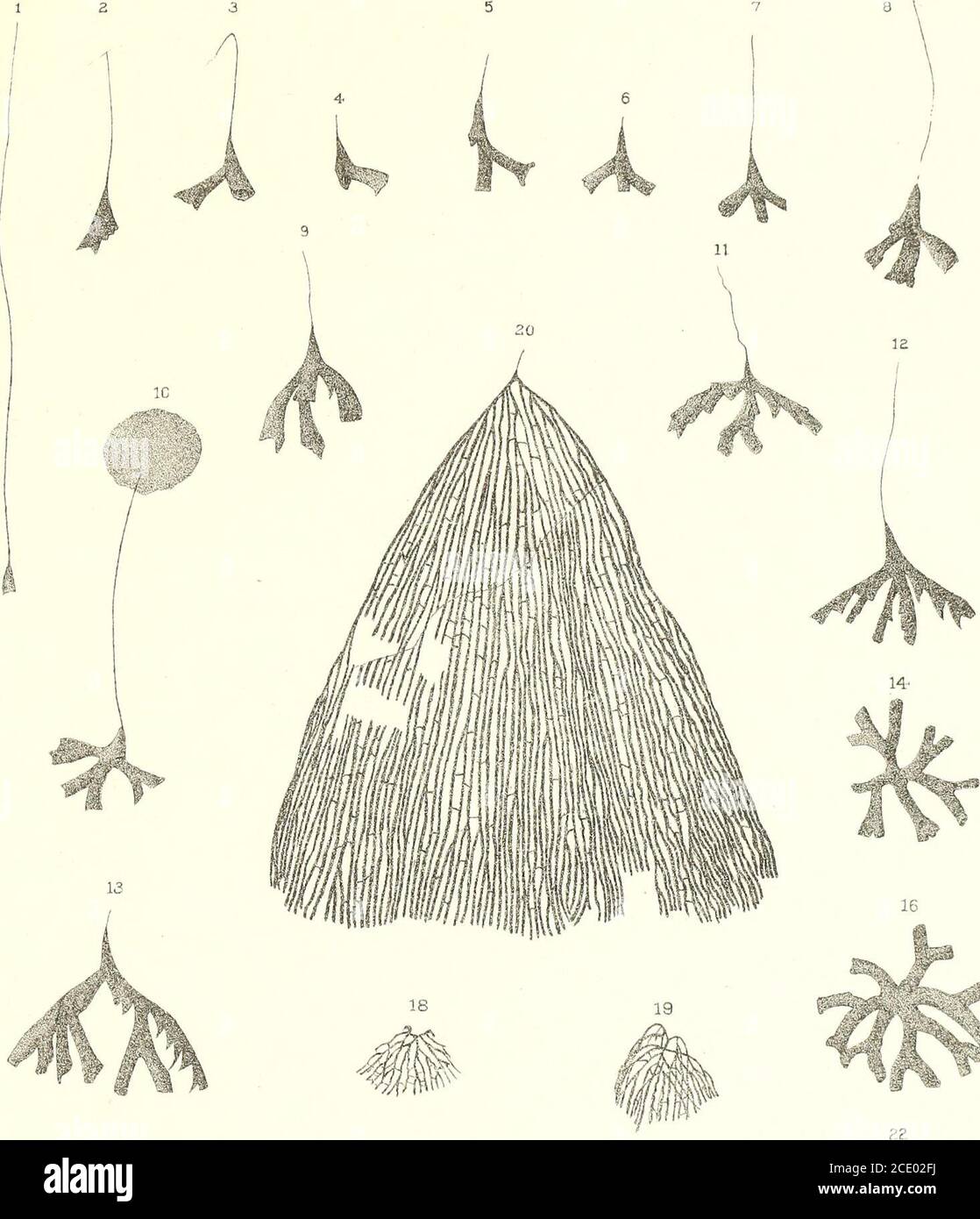 Branch bifurcations hi-res stock photography and images - Alamy