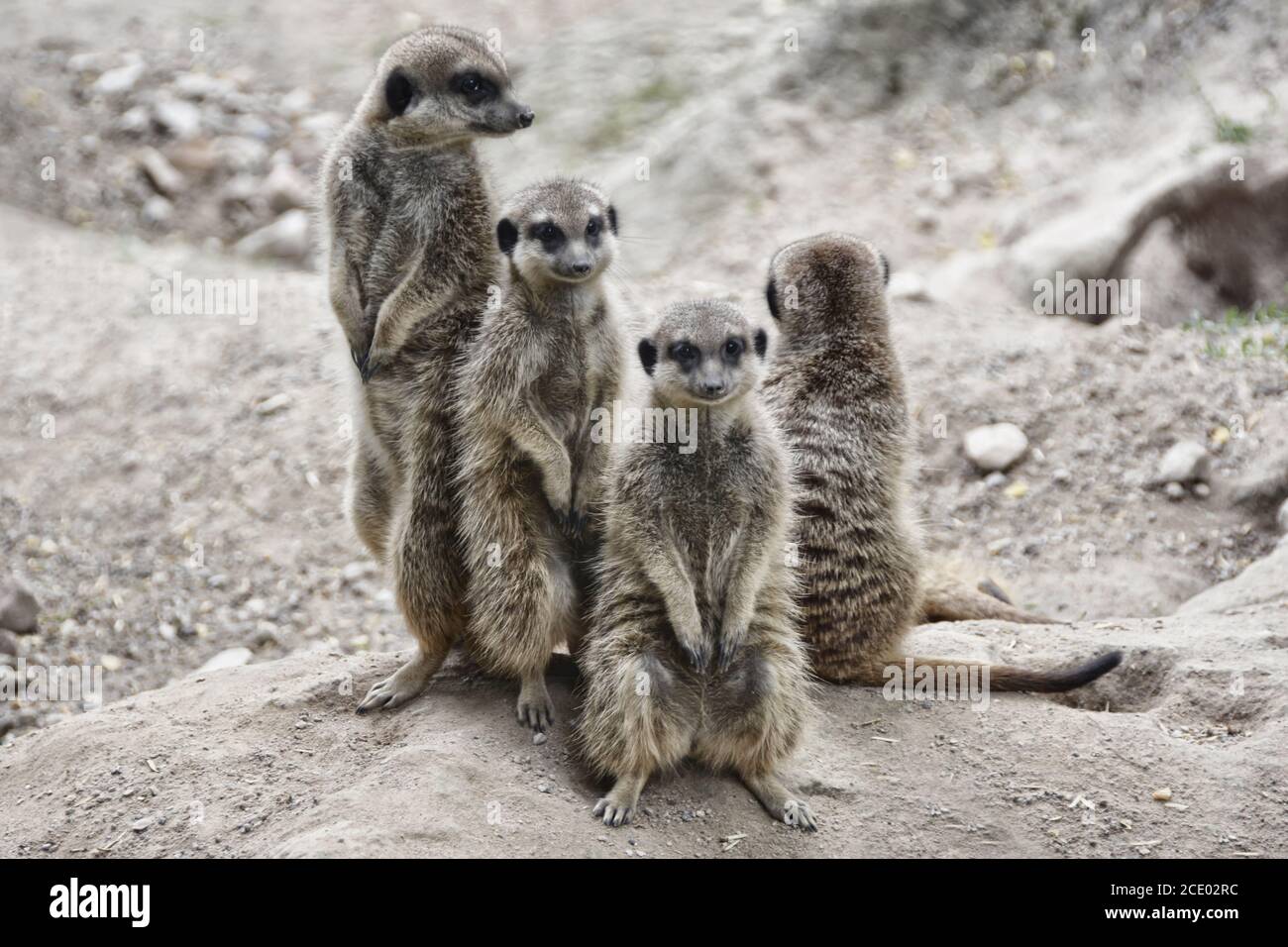 Observer pattern hi-res stock photography and images - Alamy