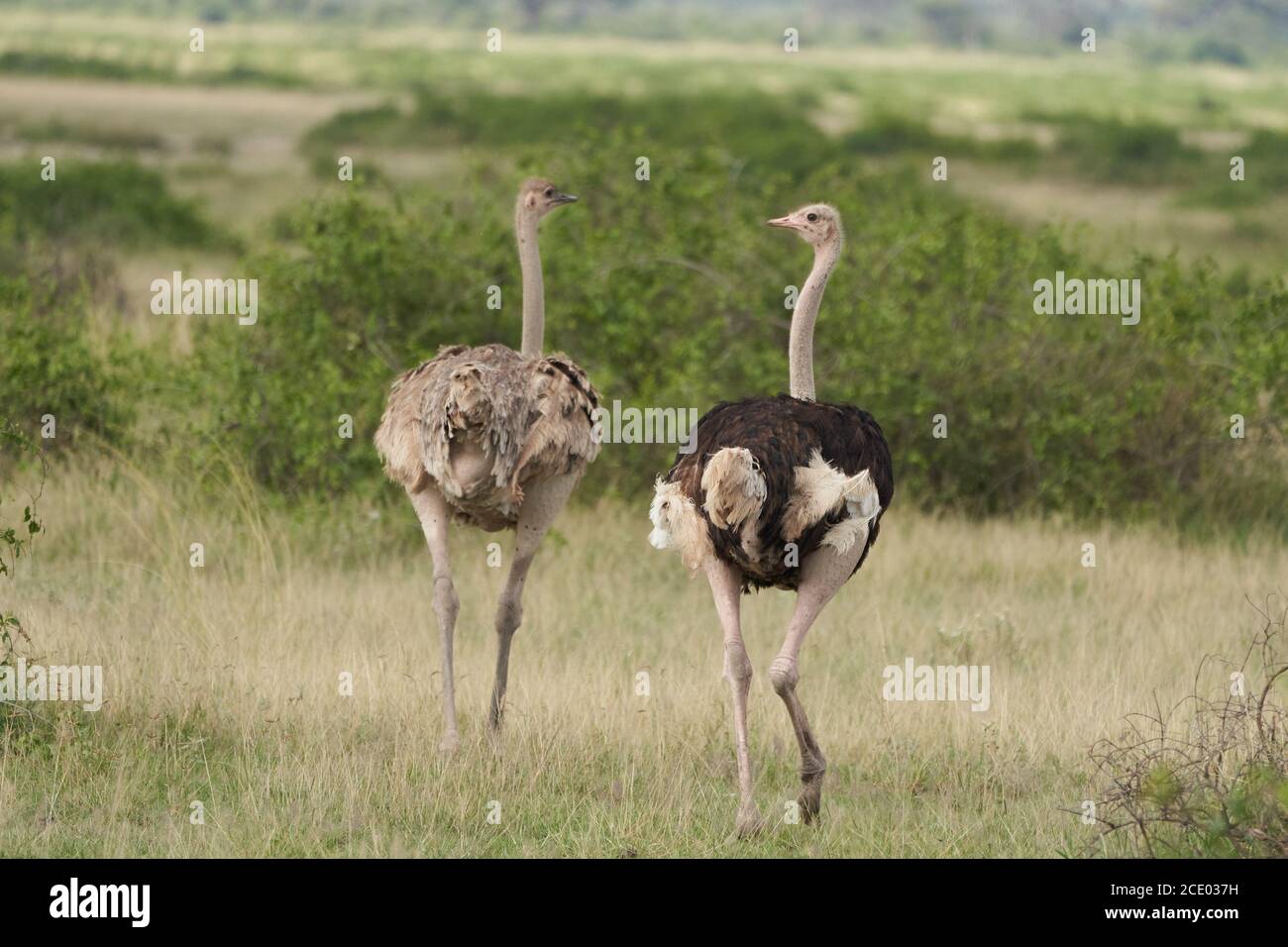 Common ostrich Struthio camelus Africa Kenya Savanna Couple Stock Photo ...