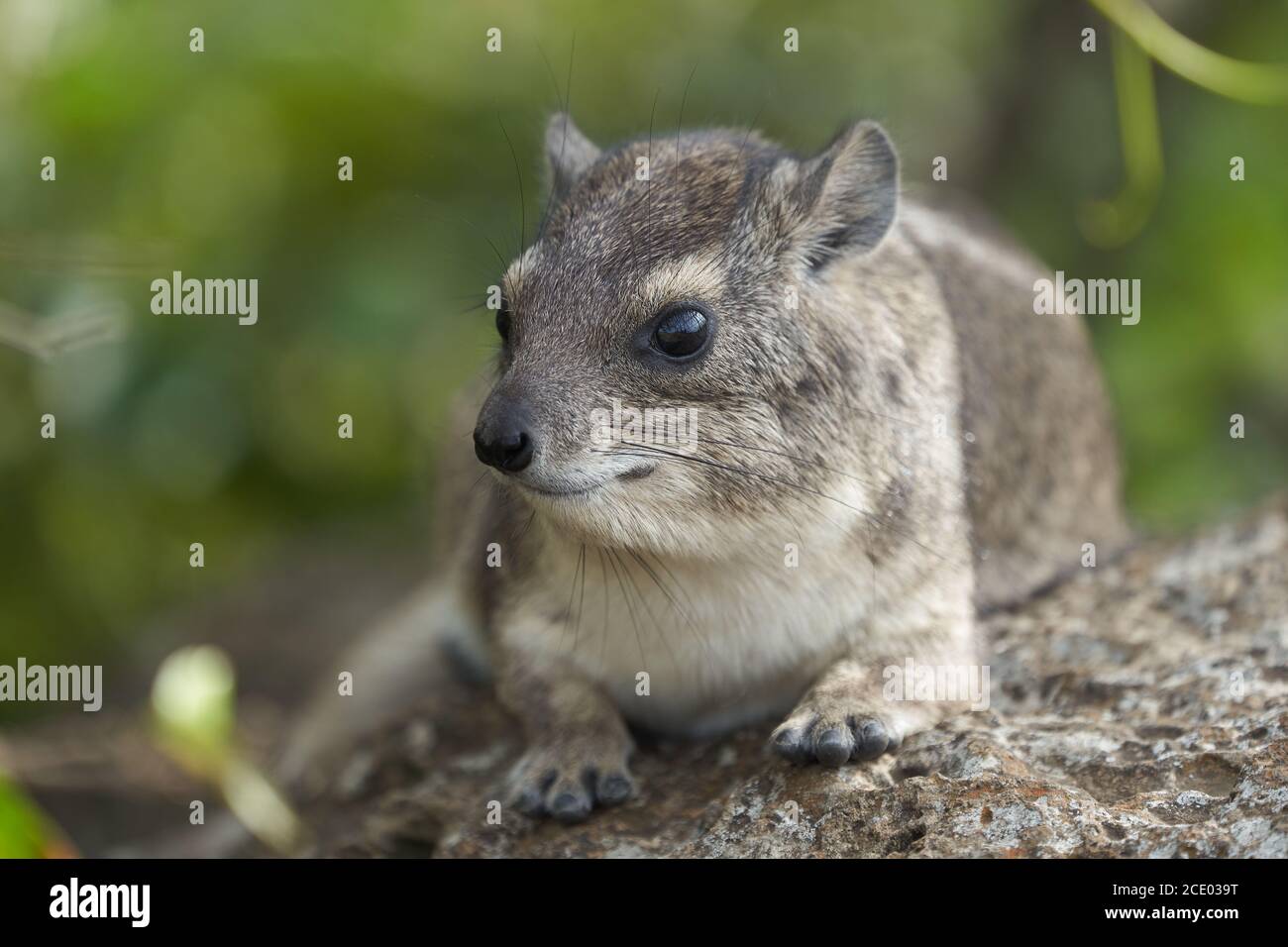Africa Rock Hyraxes High Resolution Stock Photography and Images - Alamy