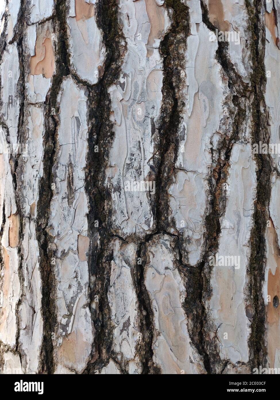 Light pine wood bark texture Stock Photo - Alamy