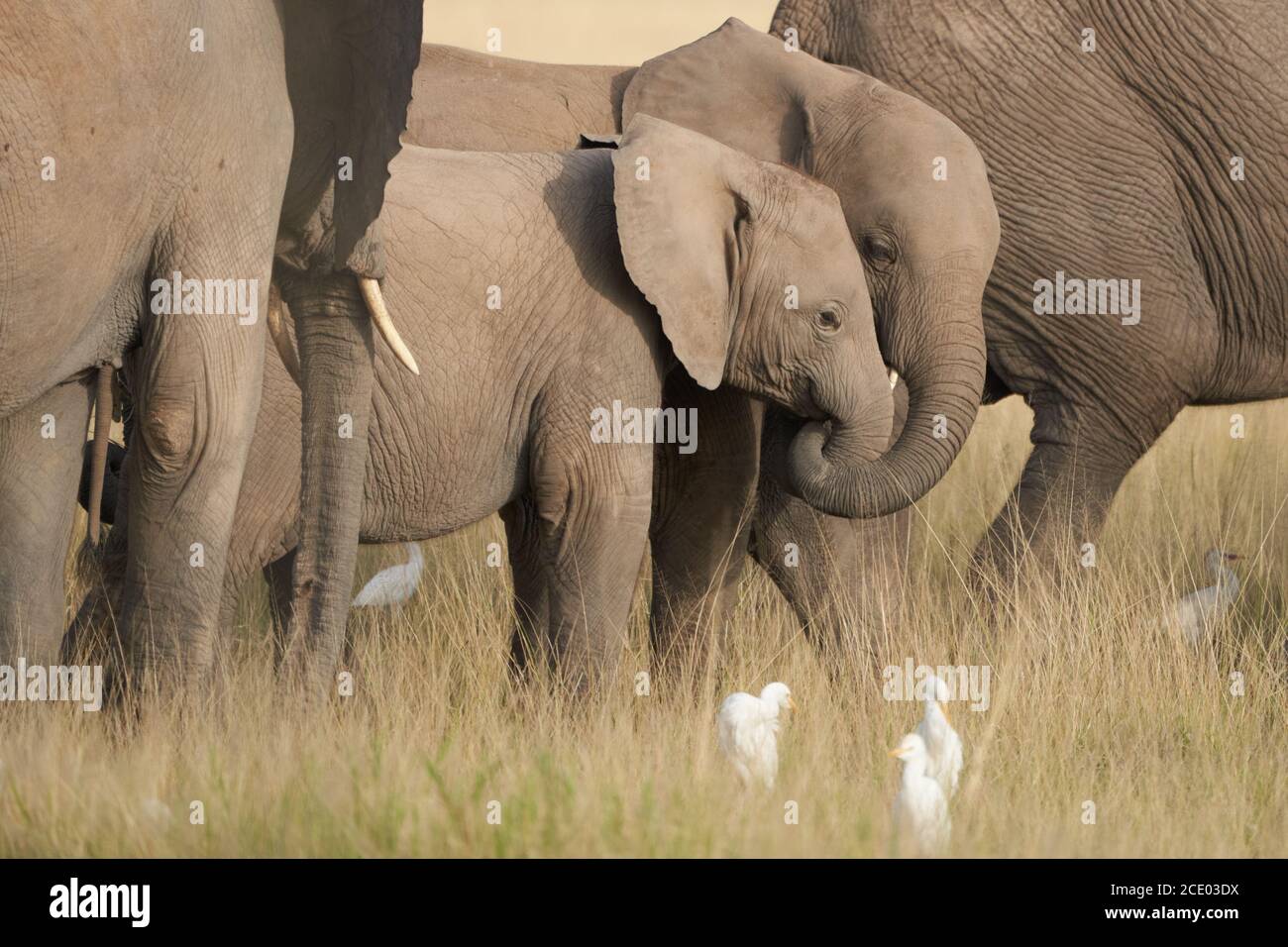 African bush baby elephant hi-res stock photography and images - Alamy