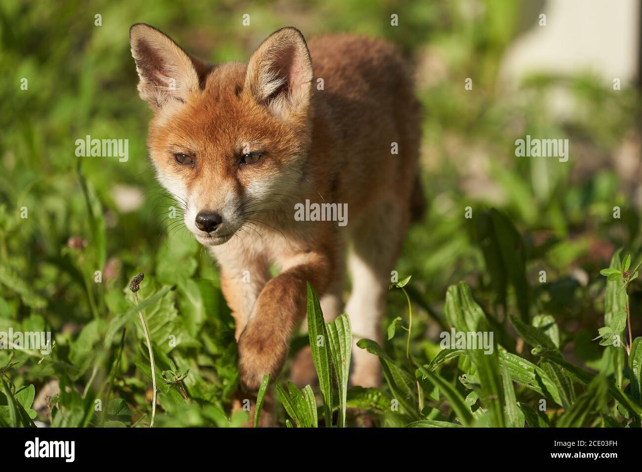 Red Fox Portrait Vulpes Vulpes Evening Sun Stock Photo - Alamy