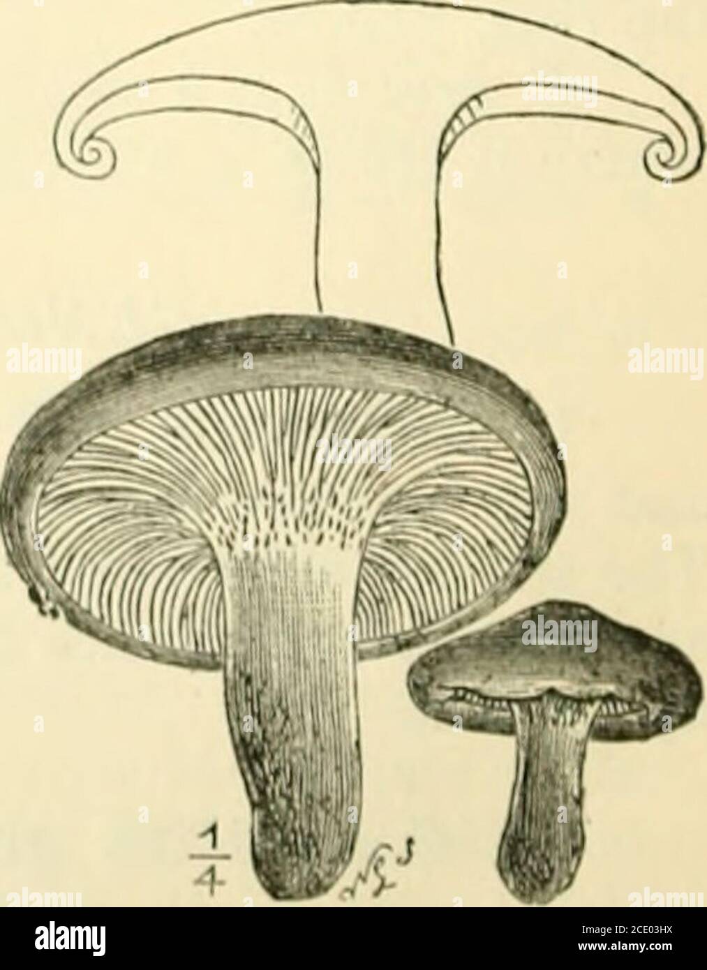Pores decurrent hi-res stock photography and images - Alamy