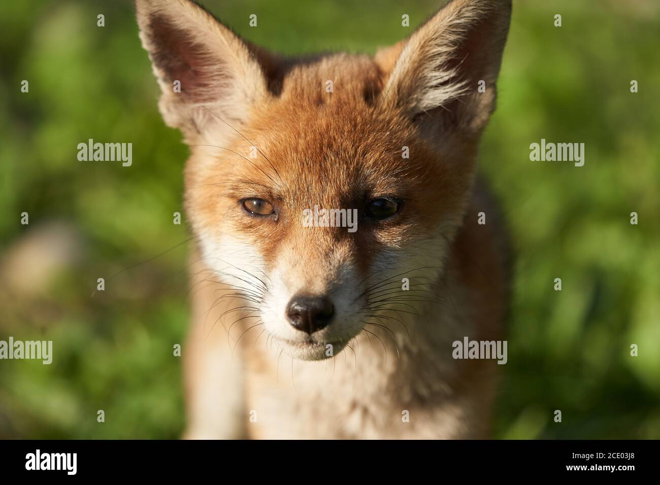 Red Fox Portrait Vulpes Vulpes Evening Sun Stock Photo - Alamy