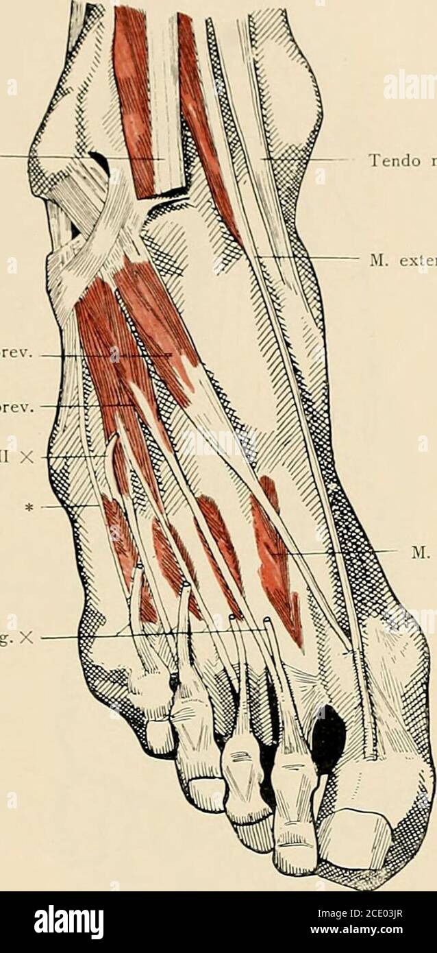 . Die Anatomie des Menschen : Mit Hinweisen auf die ärztliche Praxis ...