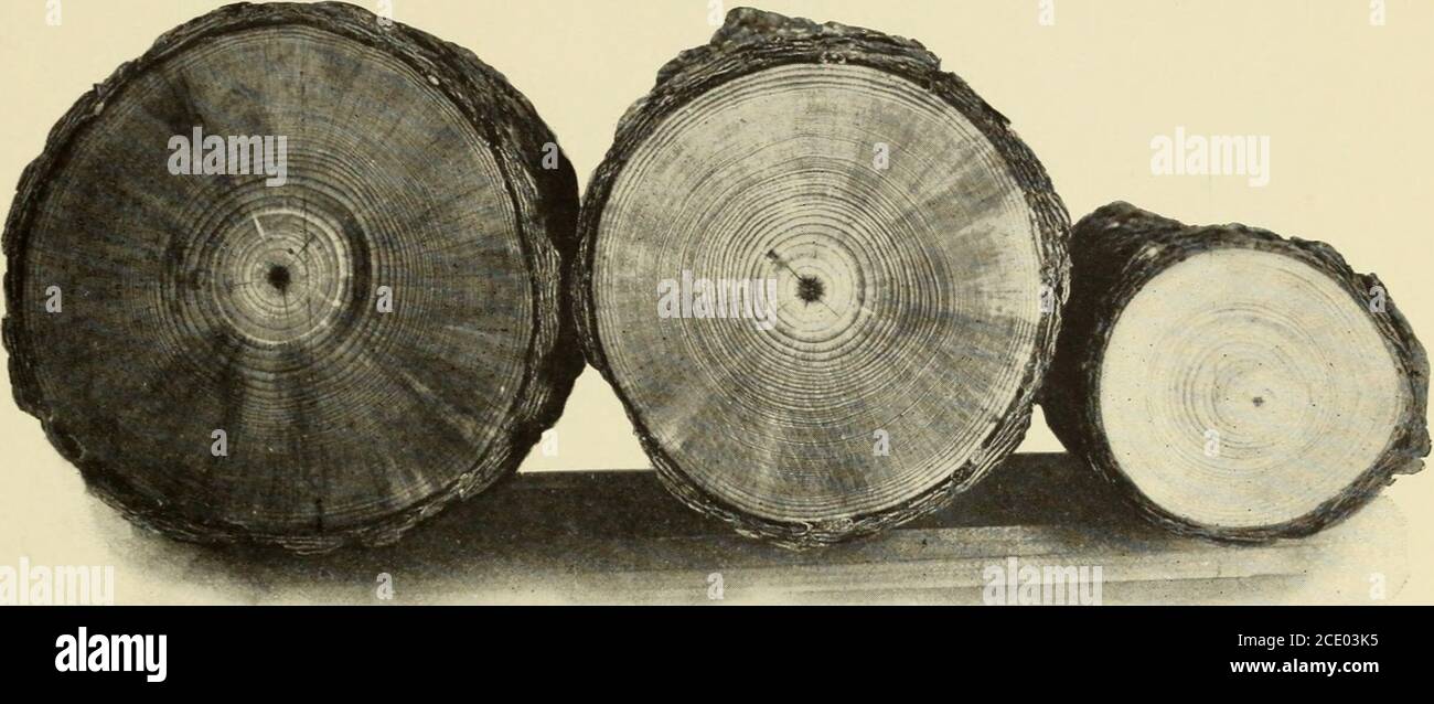 . The "bluing" and the "red rot" of the western yellow pine, with ...