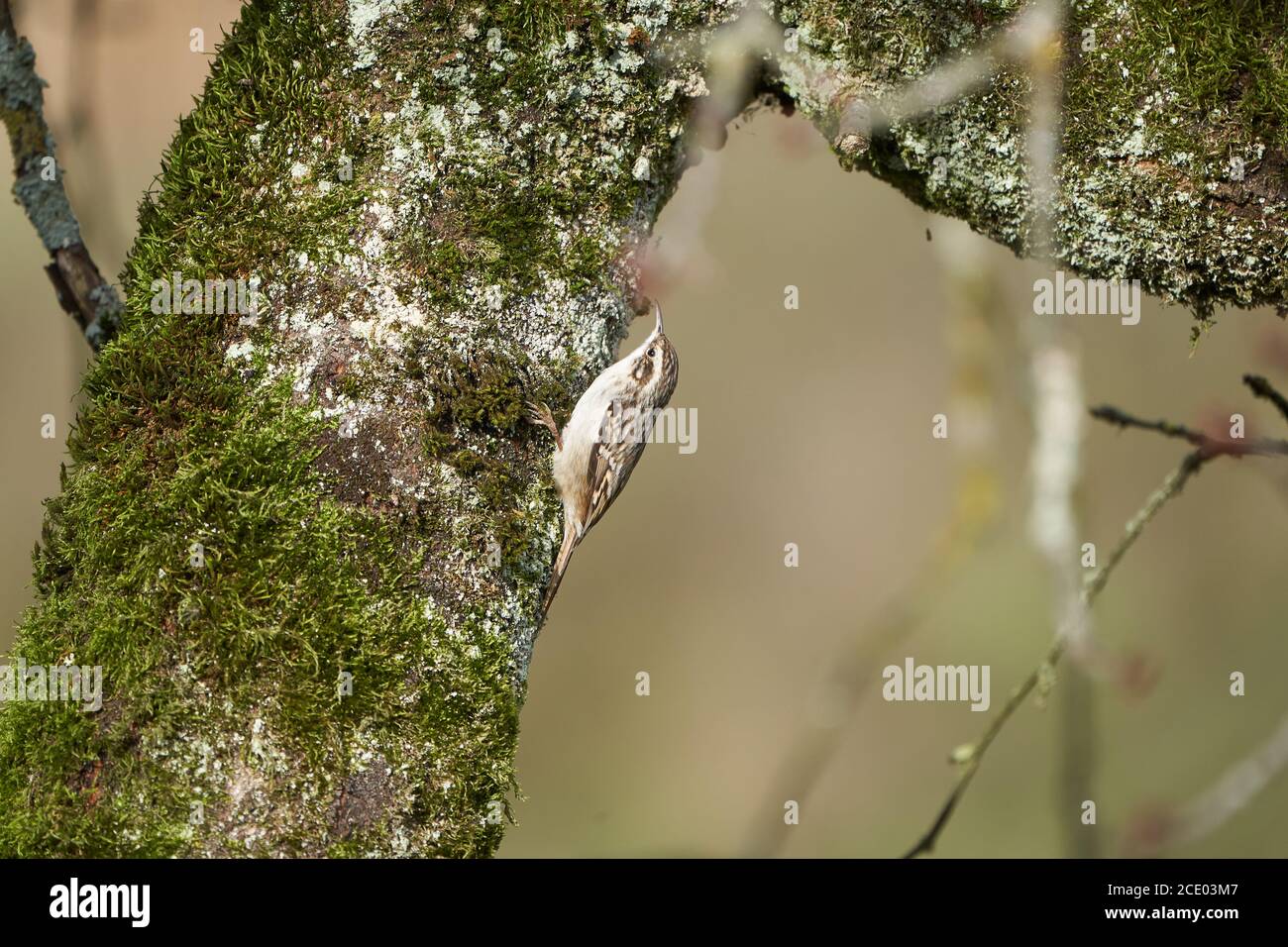 Eurasian treecreeper common Certhia familiaris treecreeper tree Stock ...