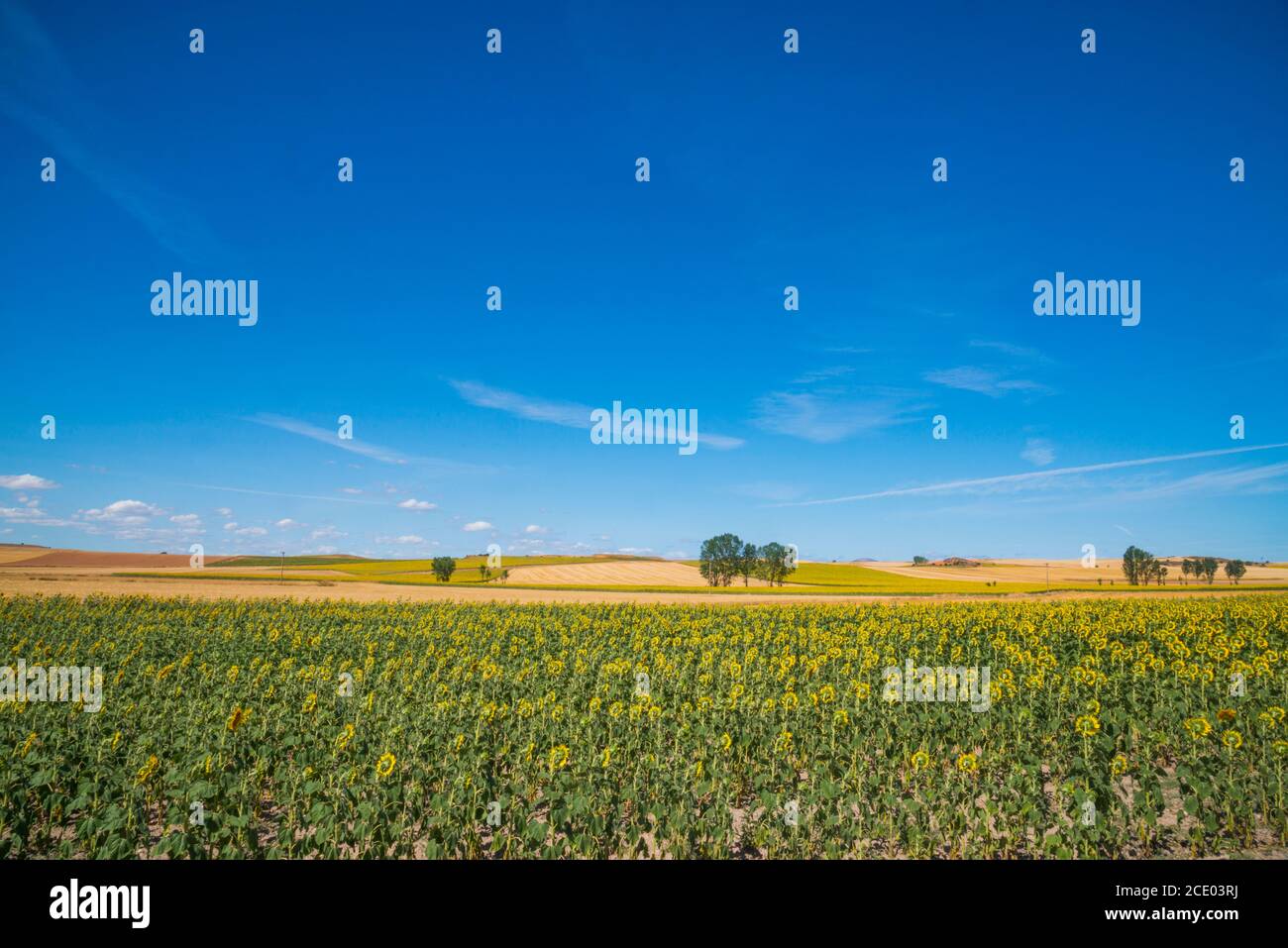 Castilian landscape. Burgos, Castilla Leon, Spain Stock Photo - Alamy