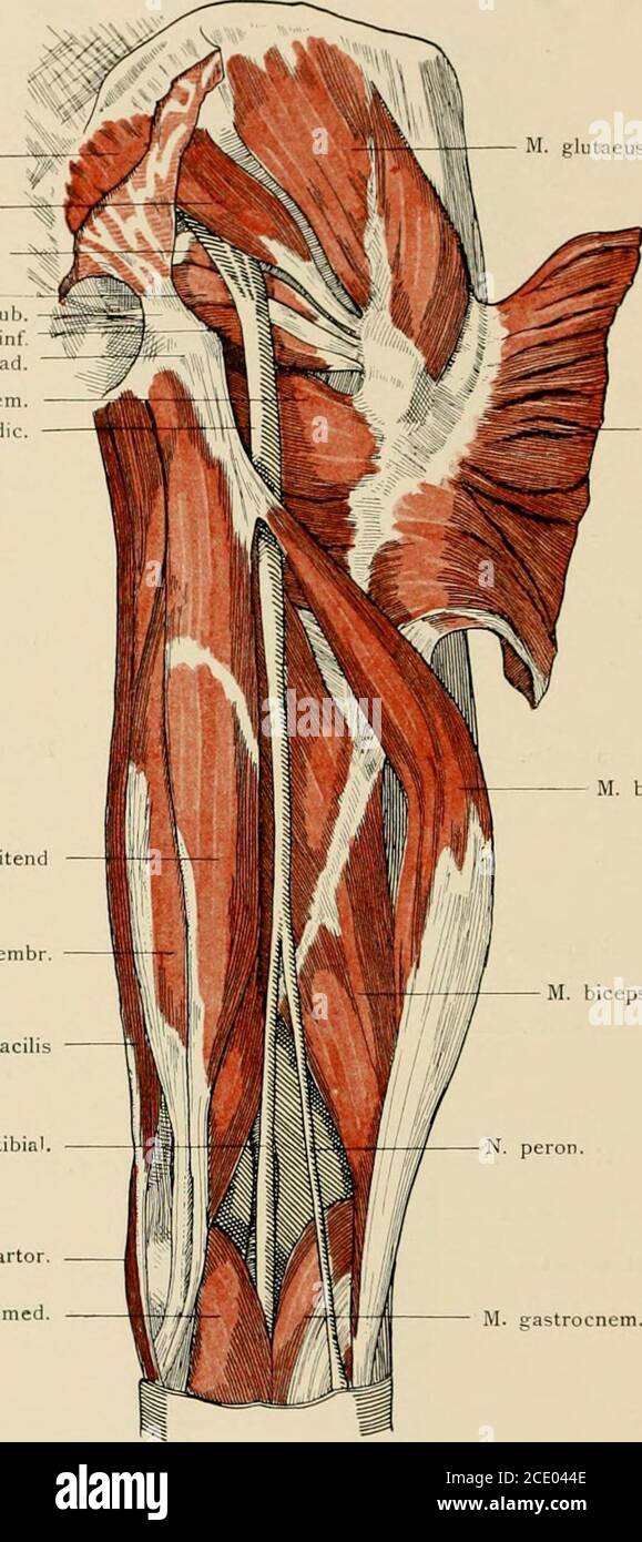. Die Anatomie des Menschen : Mit Hinweisen auf die ärztliche Praxis ...