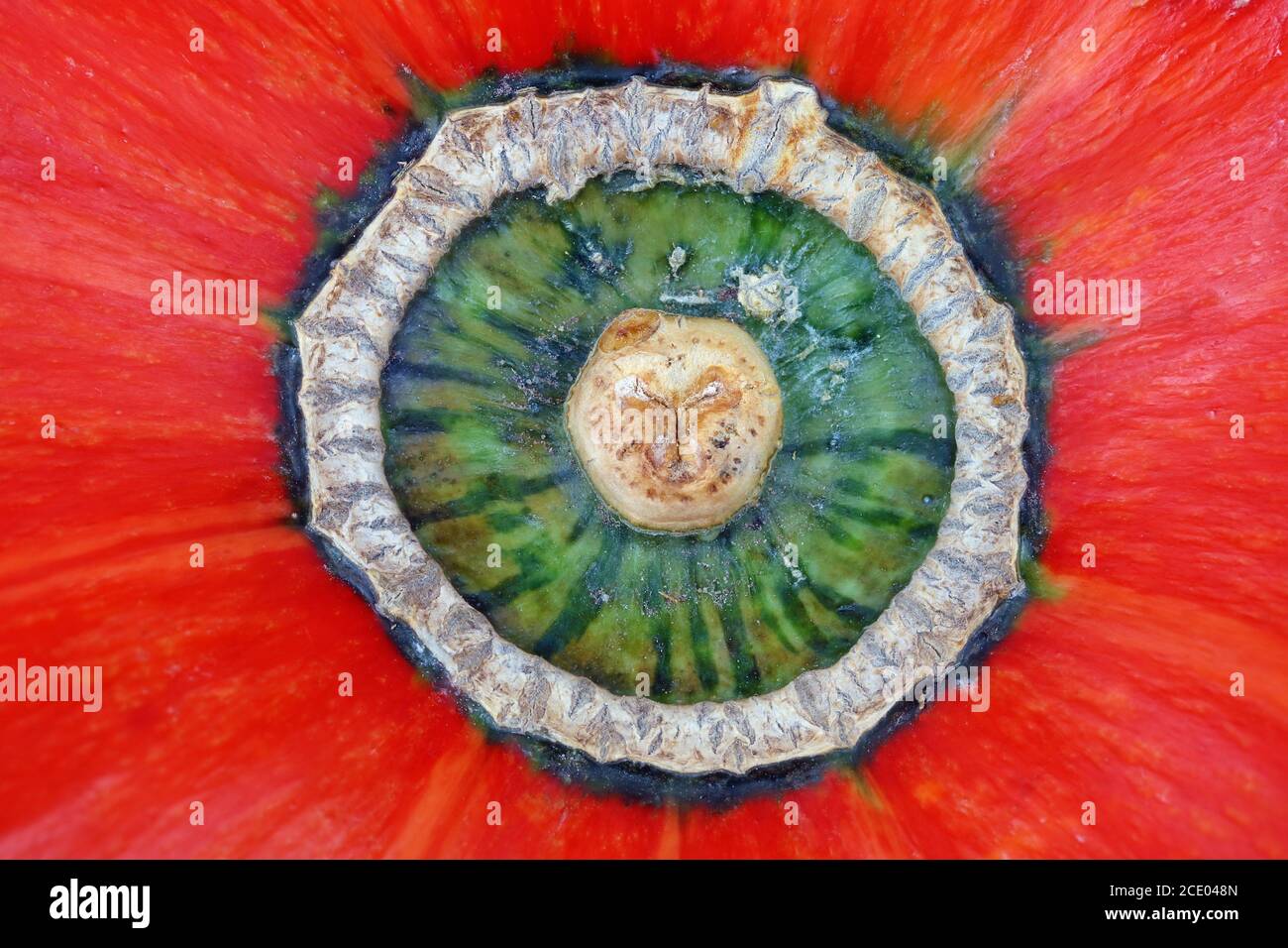 Macro texture hi-res stock photography and images - Alamy