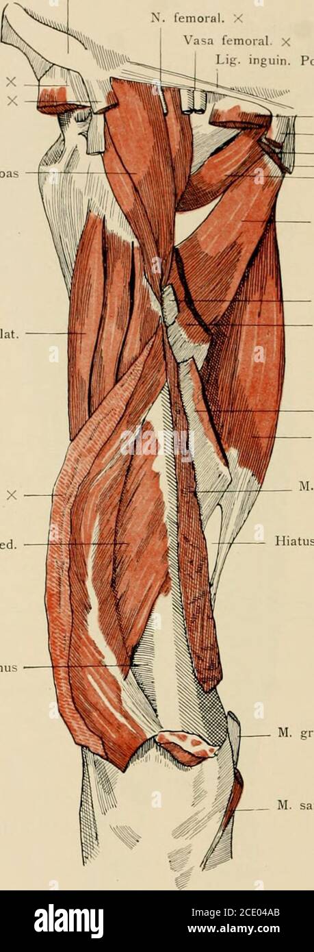 . Die Anatomie des Menschen : Mit Hinweisen auf die ärztliche Praxis ...