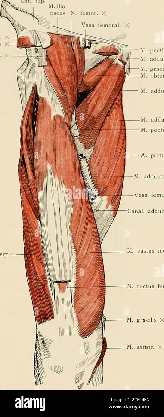 . Die Anatomie des Menschen : Mit Hinweisen auf die ärztliche Praxis ...
